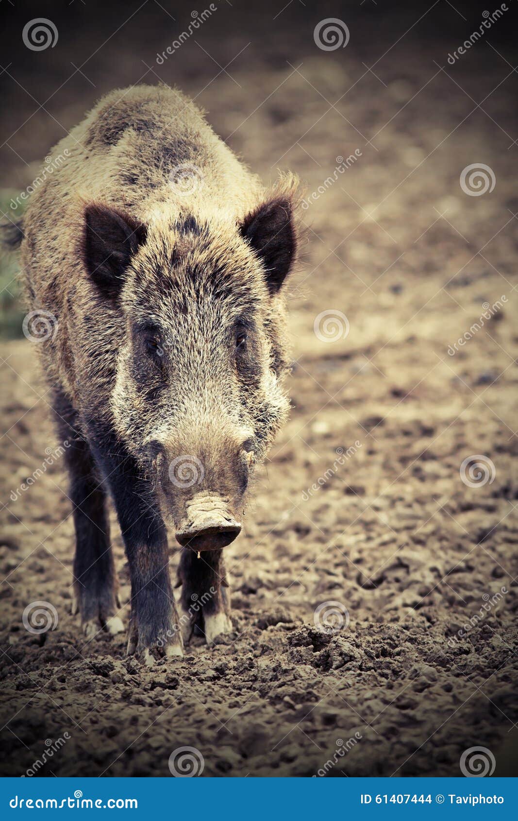 Big Wild Boar Looking at Camera Stock Photo - Image of close, hoofed ...