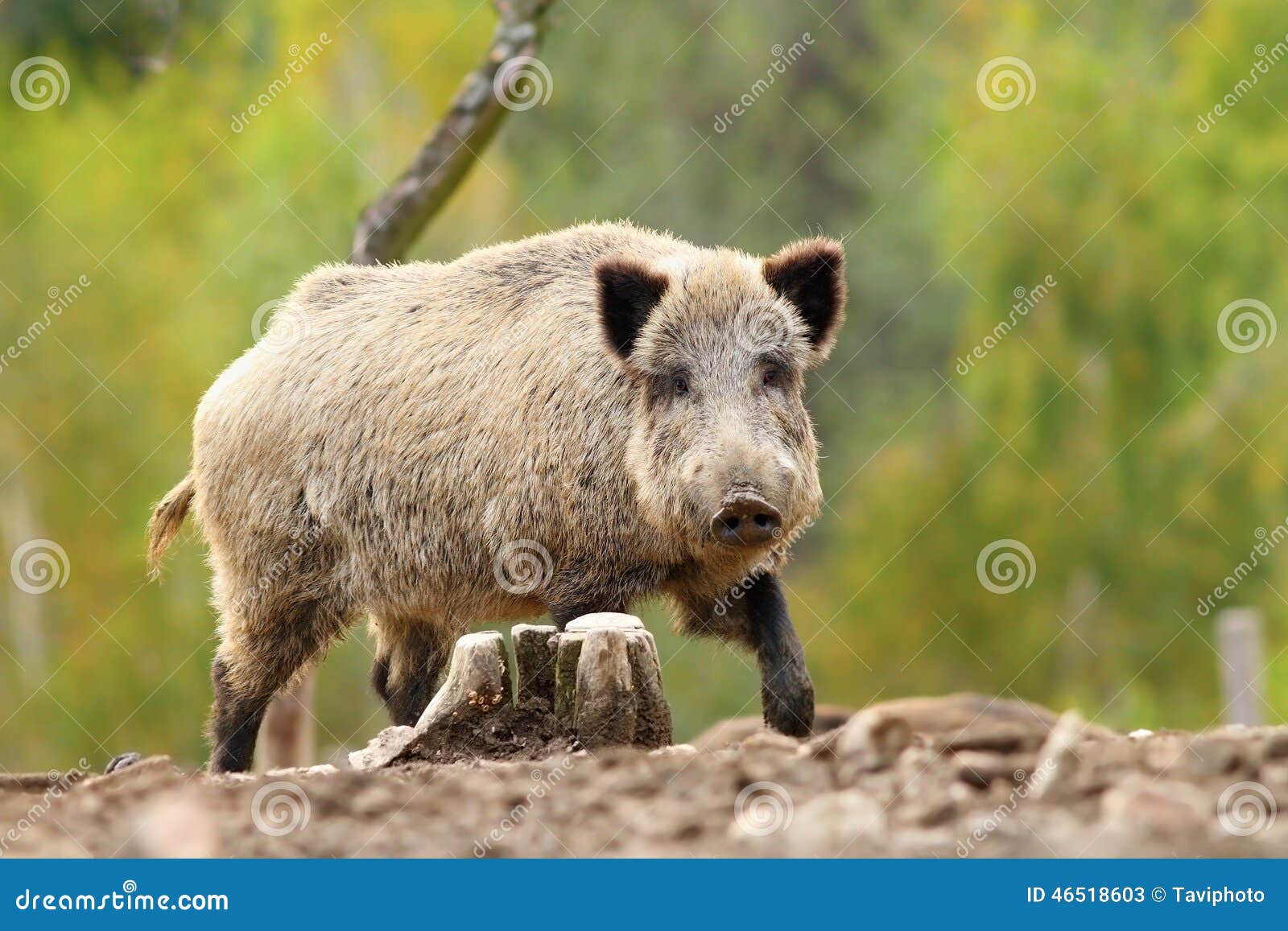 Big wild boar stock image. Image of omnivores, face, european - 46518603