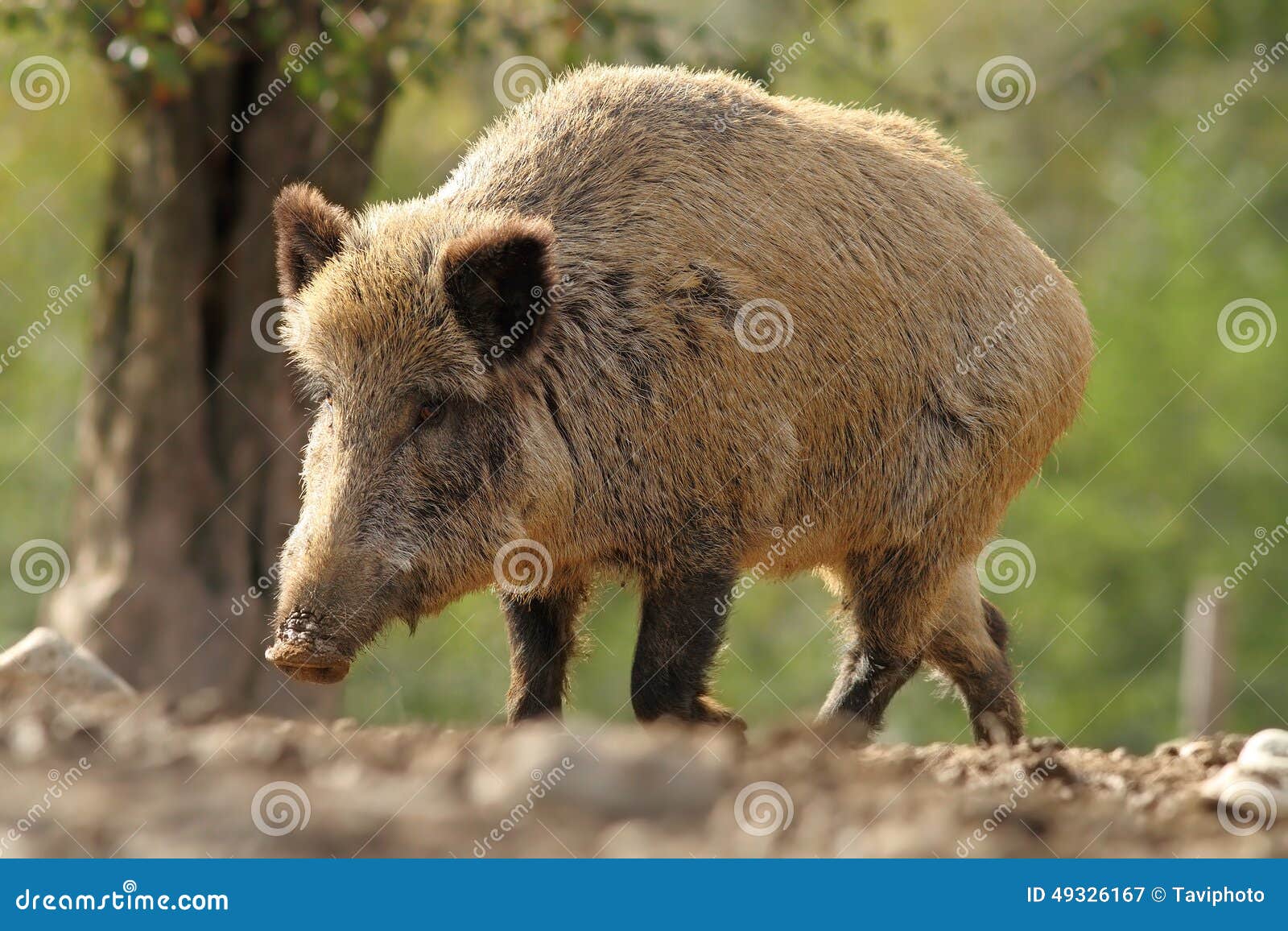 Big wild boar sow stock image. Image of animal, tufted - 49326167