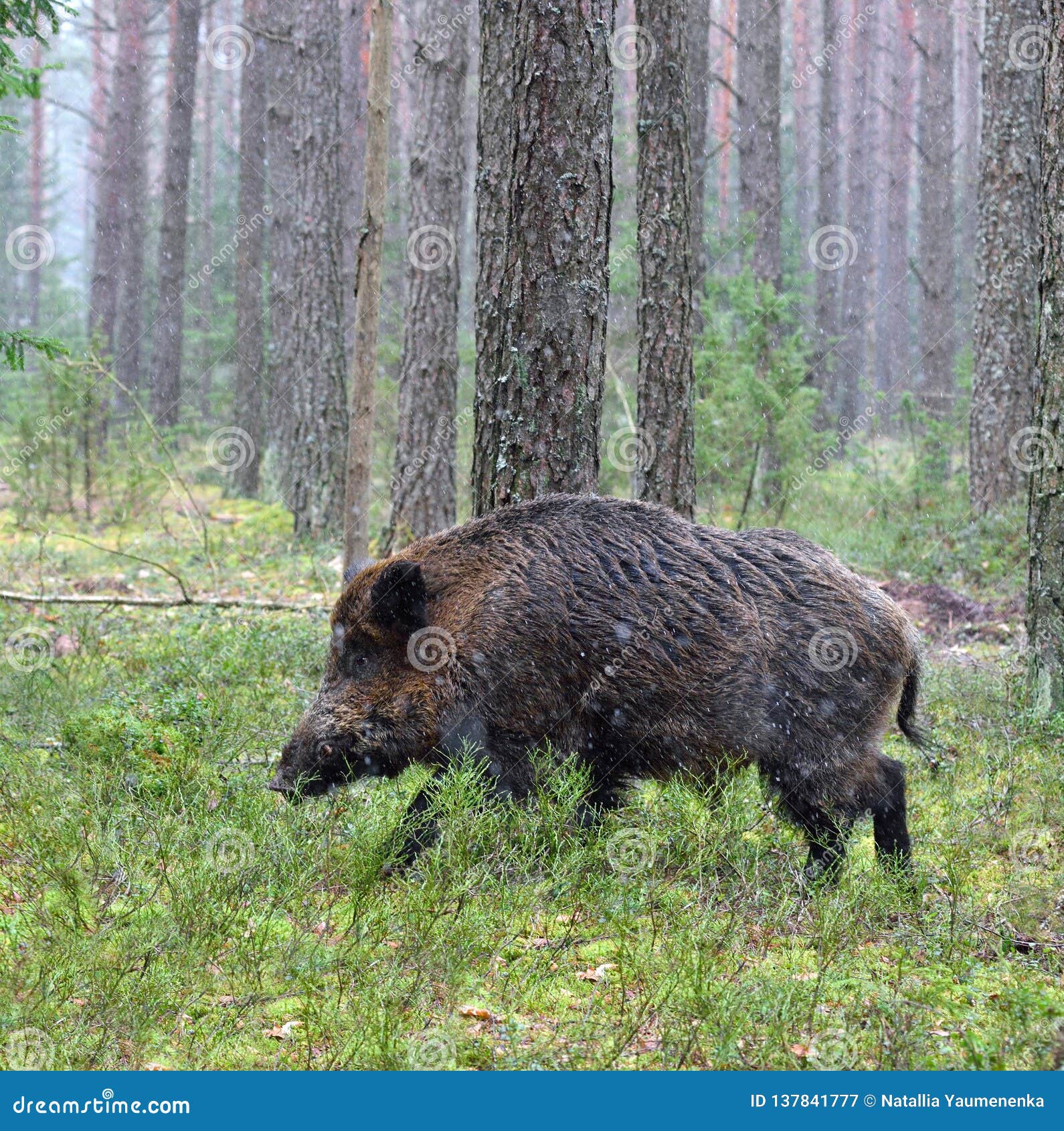 Big wild boar stock image. Image of rural, wildlife - 137841777