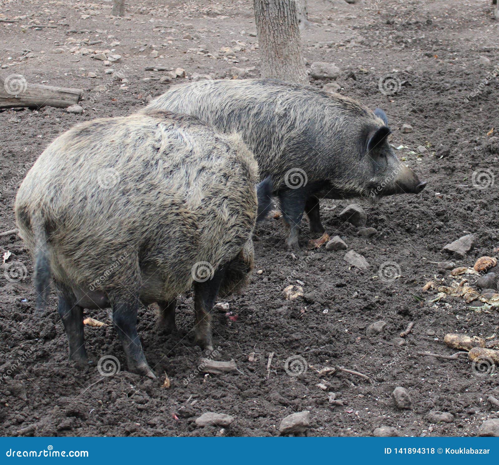 A big wild-boars stock photo. Image of wild, mammals - 141894318