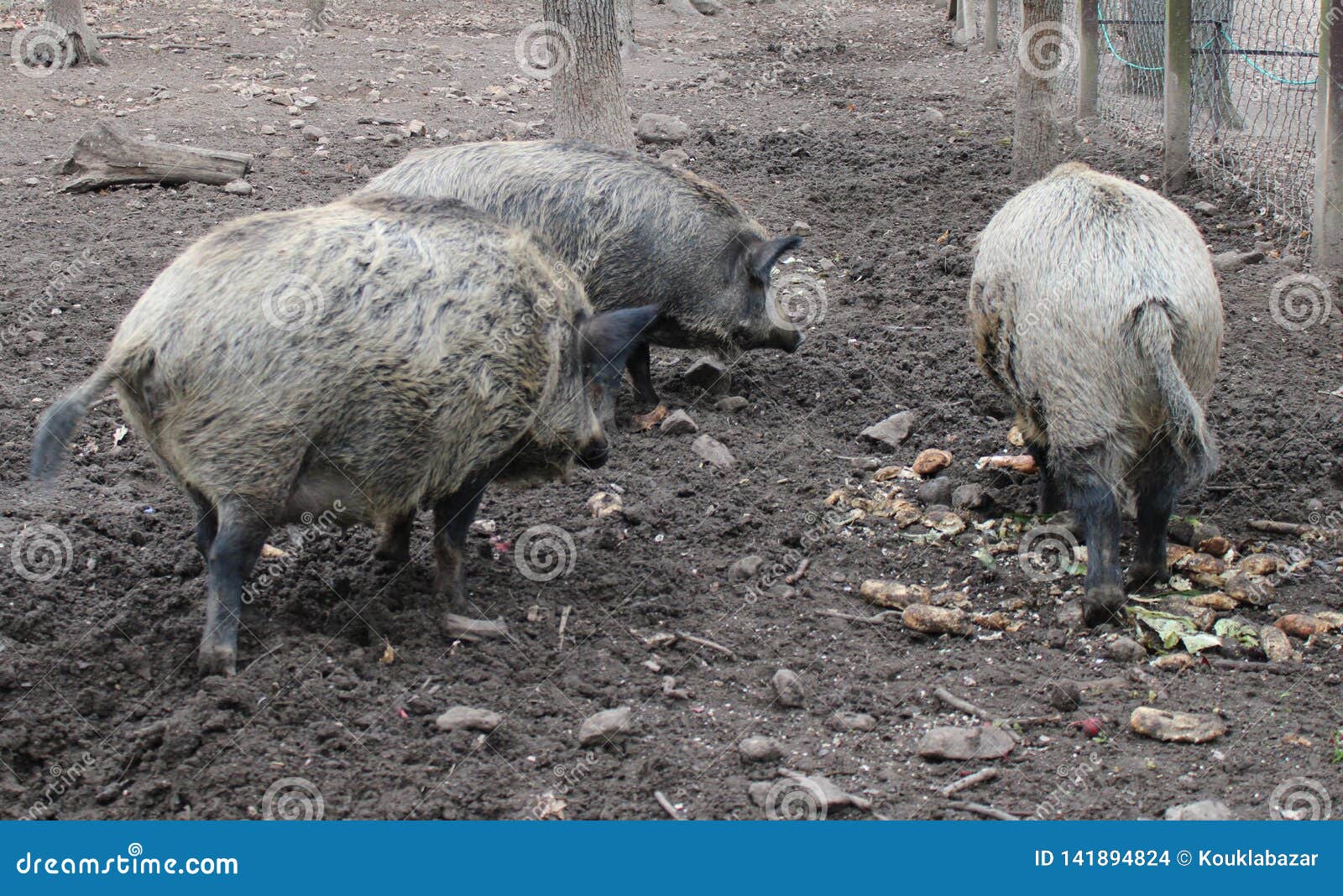 A big wild-boars stock photo. Image of wood, boar, mammals - 141894824
