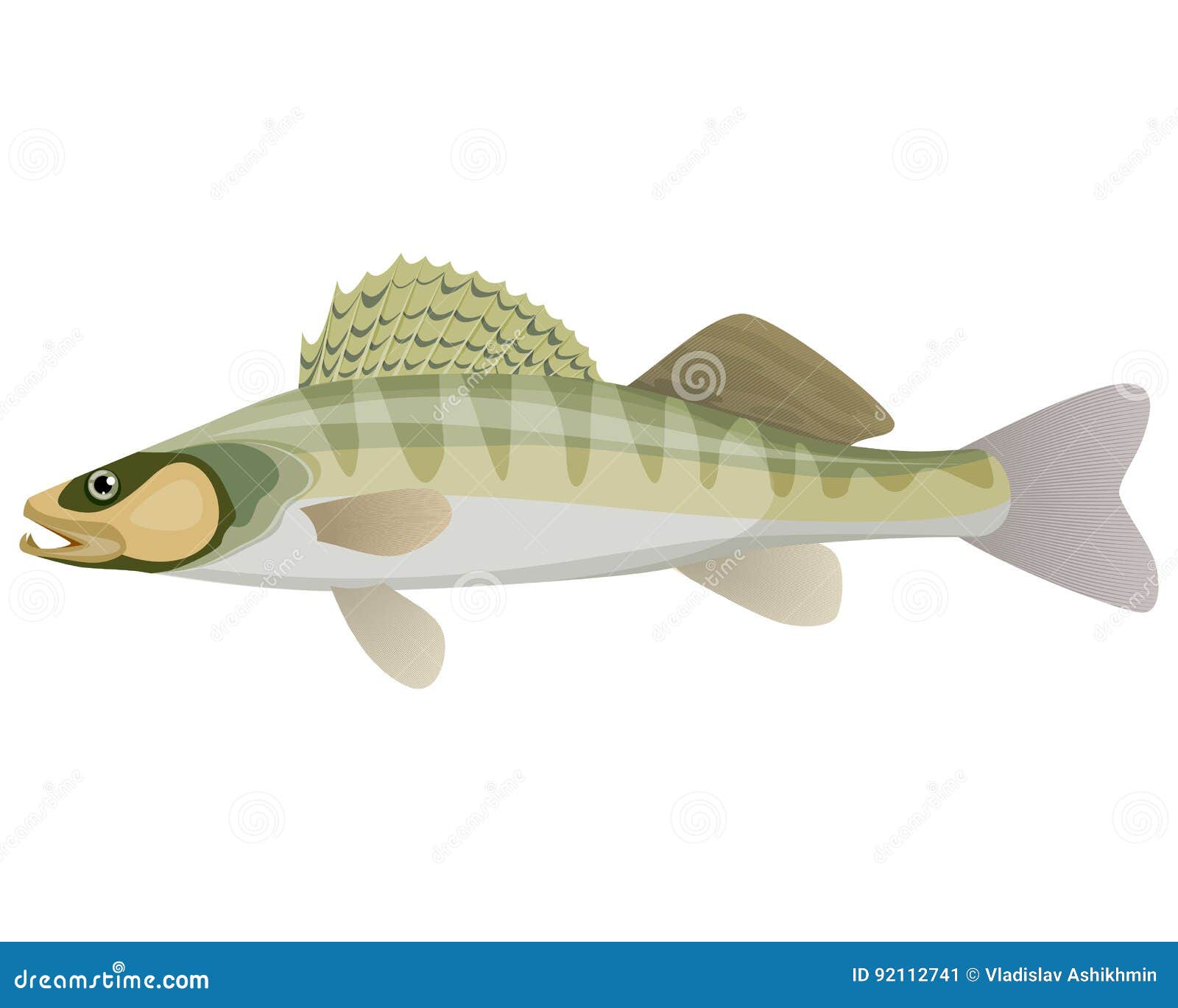 Big wild fish stock vector. Illustration of zander, underwater - 92112741