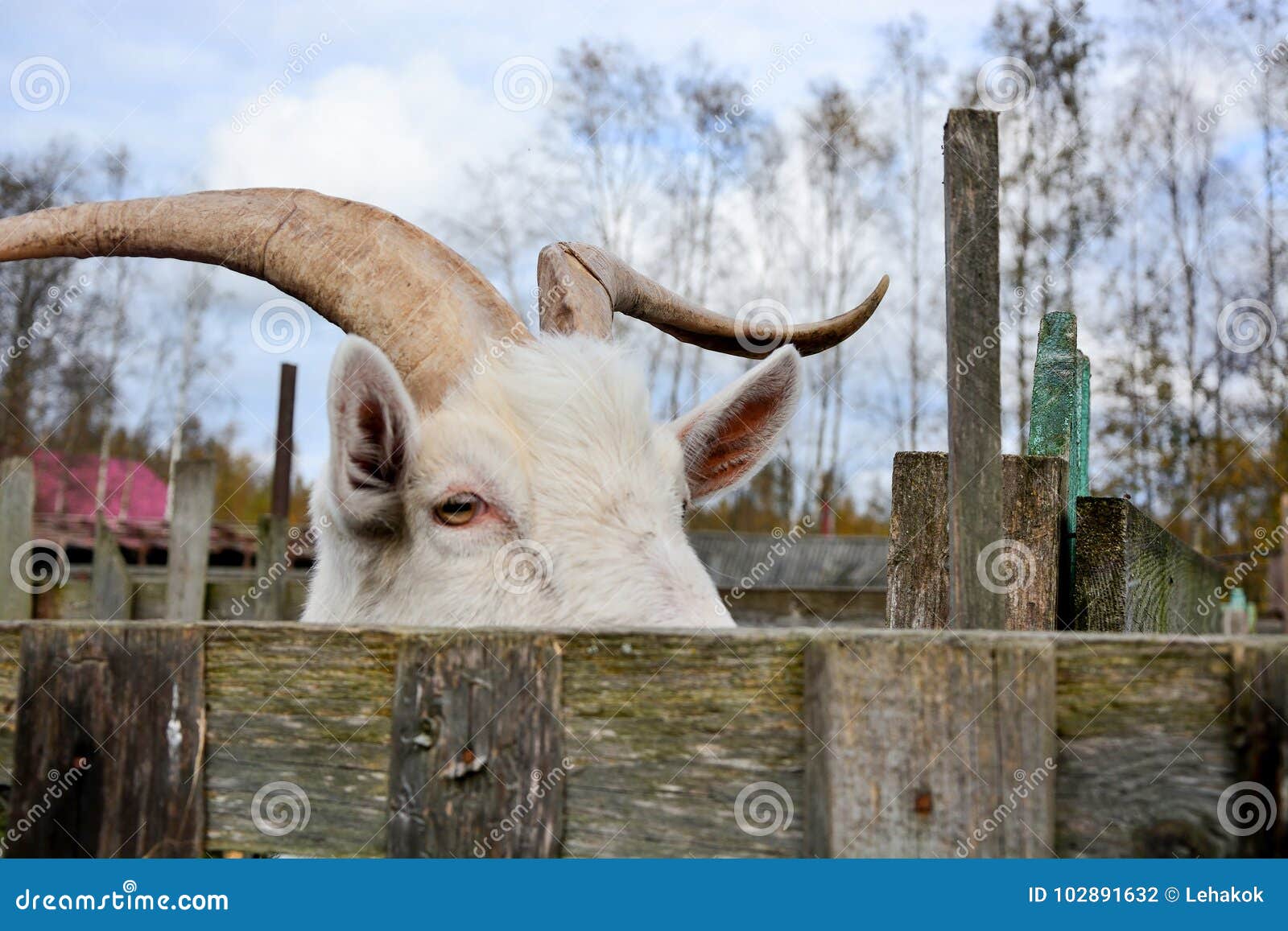 Big wild goat stock photo. Image of cultivation, green - 102891632
