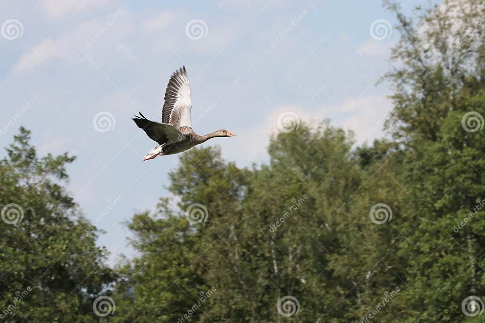 Big wild goose in flight stock image. Image of flight - 333668315