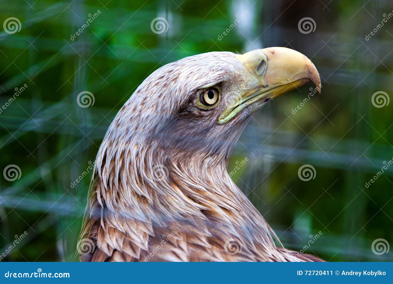 Big Wild Hawk-falcon in Cage Stock Image - Image of head, beak: 72720411