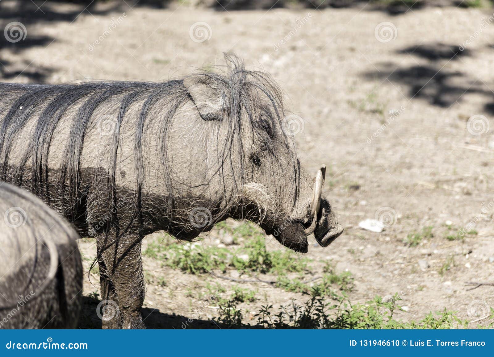 The Big Pig stock photo. Image of color, buffalo, environment - 131946610