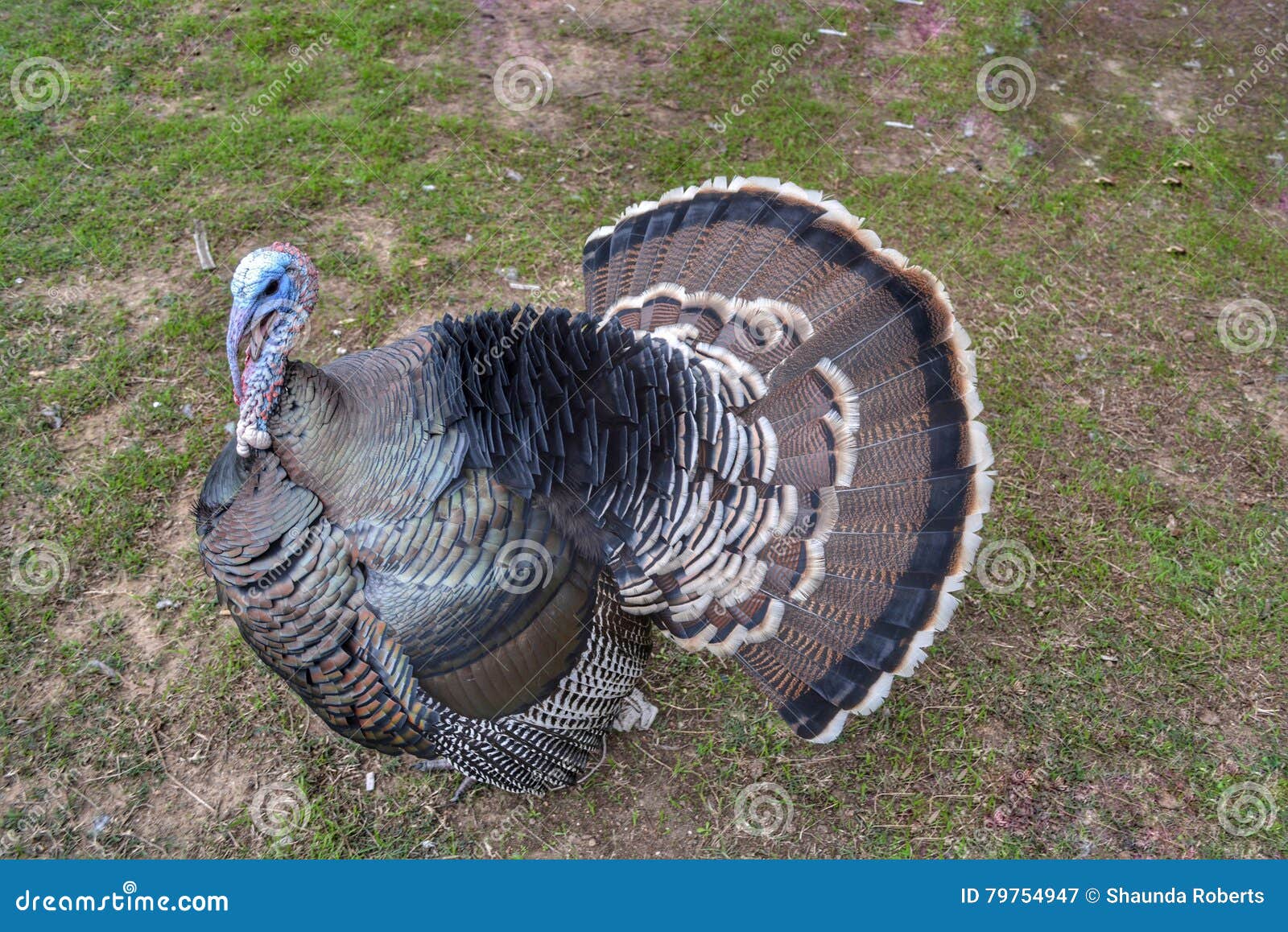 Big wild turkey stock image. Image of farm, bird, wild - 79754947