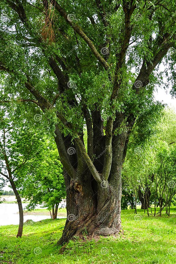 Big willow tree stock image. Image of season, outside - 27625575