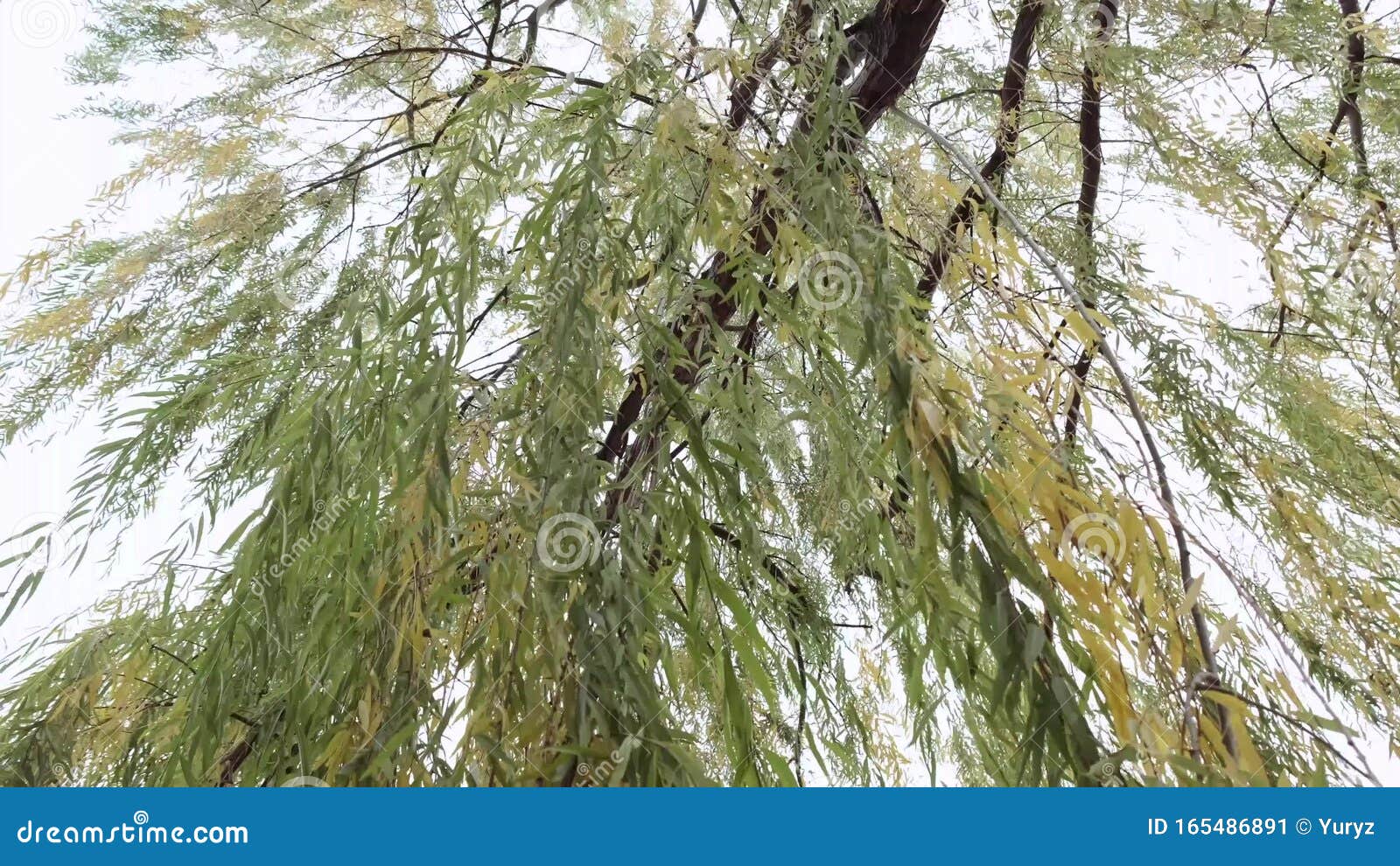 Big willow tree stock video. Video of green, background - 165486891
