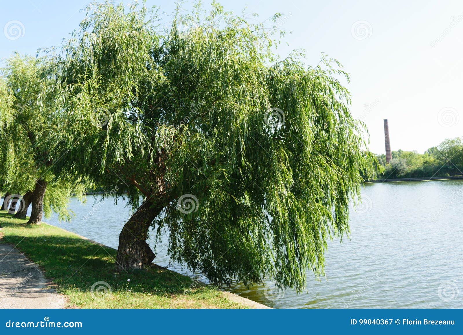 Big Willow Tree Leaning Over Water Lake Stock Image - Image of leaning ...