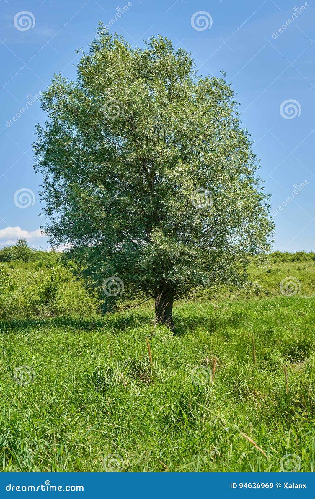 Big Willow Tree on a Meadow Stock Image - Image of nature, isolated ...