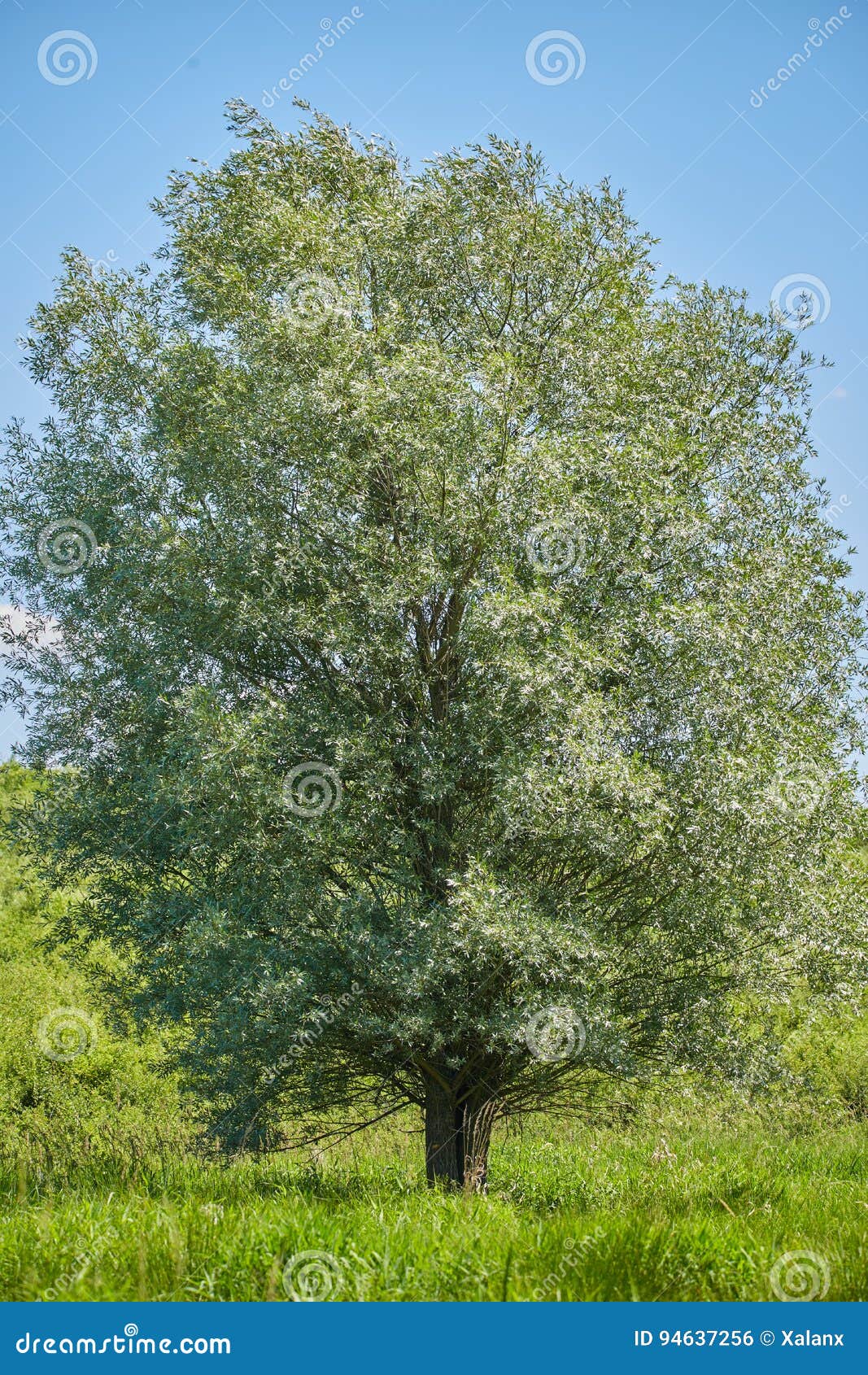 Big Willow Tree on a Meadow Stock Photo - Image of willow, tree: 94637256