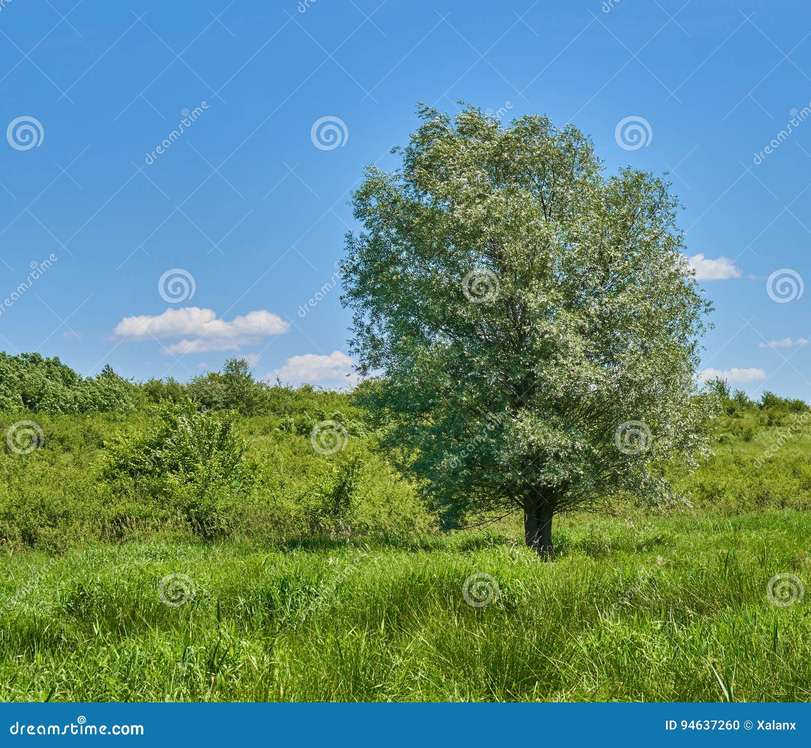 Big Willow Tree on a Meadow Stock Photo - Image of landscape, grass ...