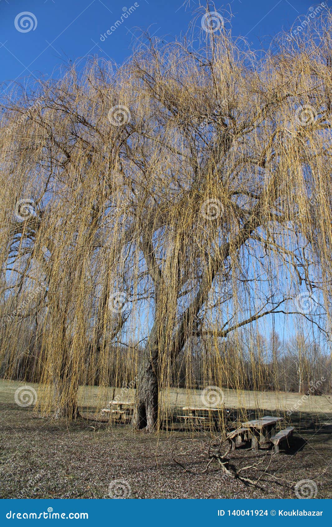 A Big Willow-tree at Wintertime Stock Photo - Image of nature ...