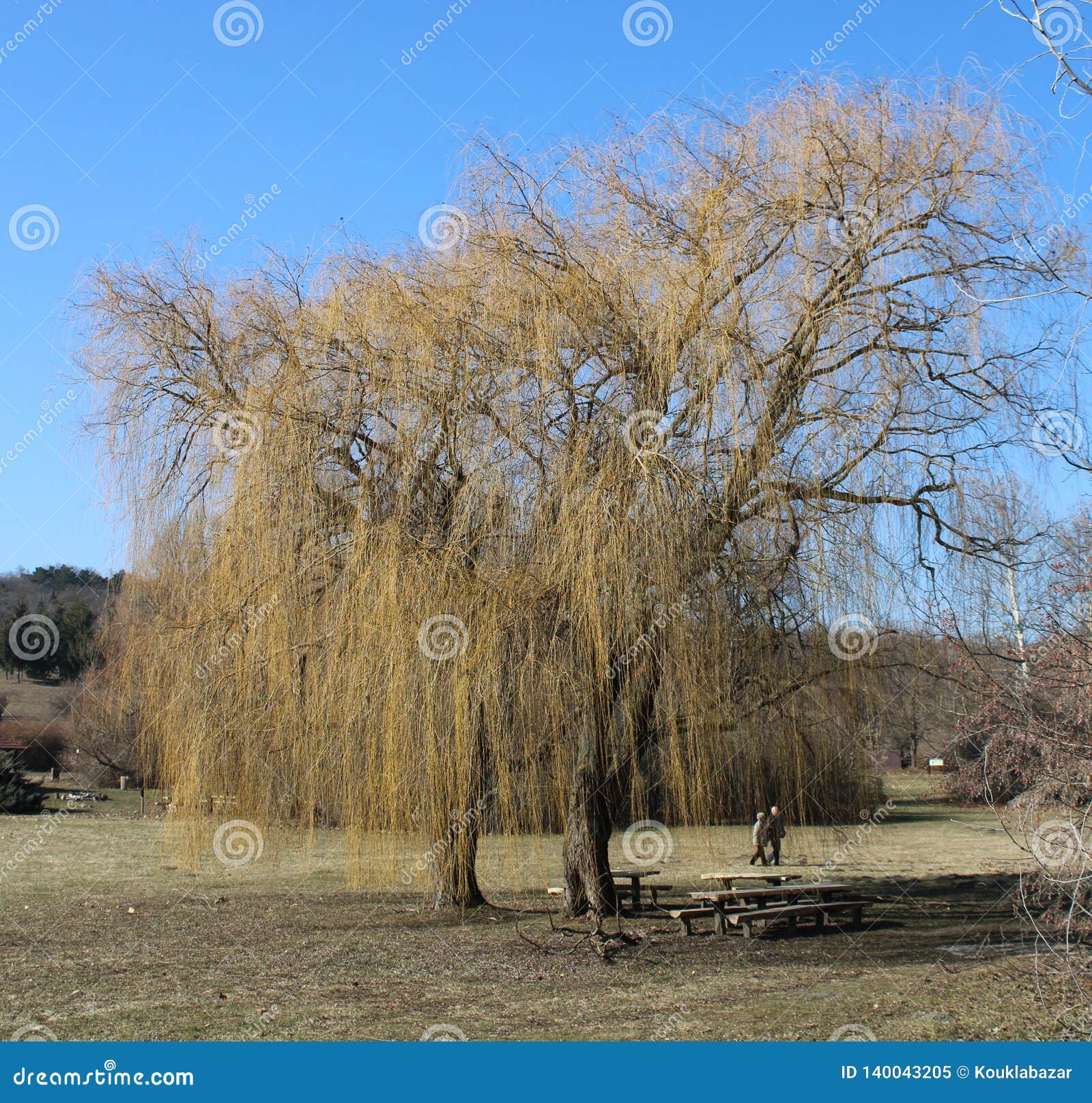 A Big Willow-tree at Wintertime Stock Image - Image of park, tree ...