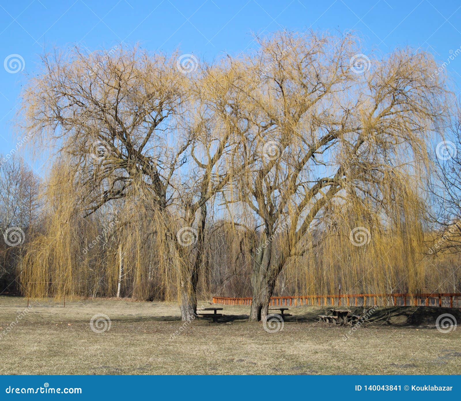 A Big Willow-tree at Wintertime Stock Image - Image of plant ...
