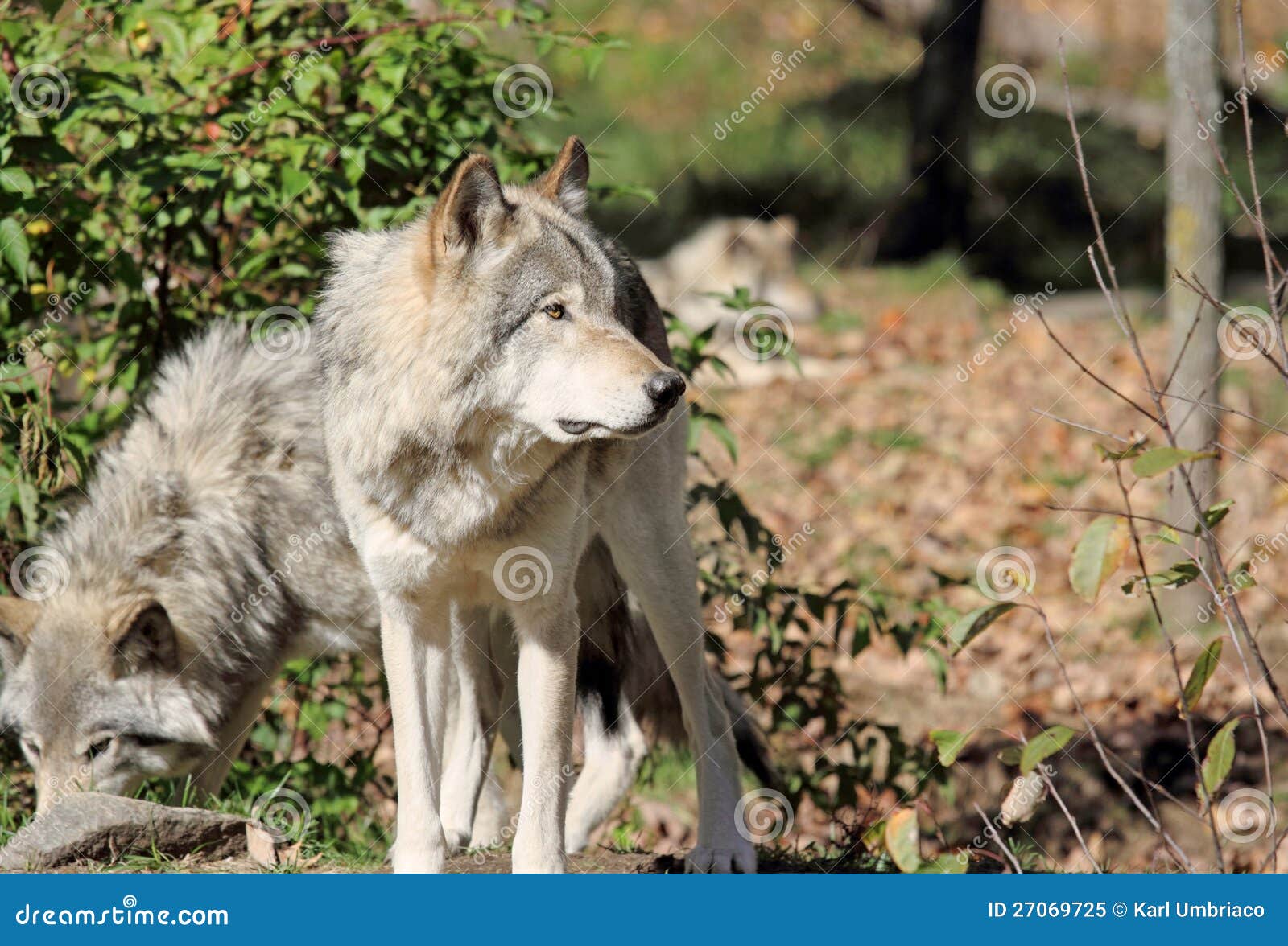 Big wolf stock image. Image of forest, fall, nature, animal - 27069725