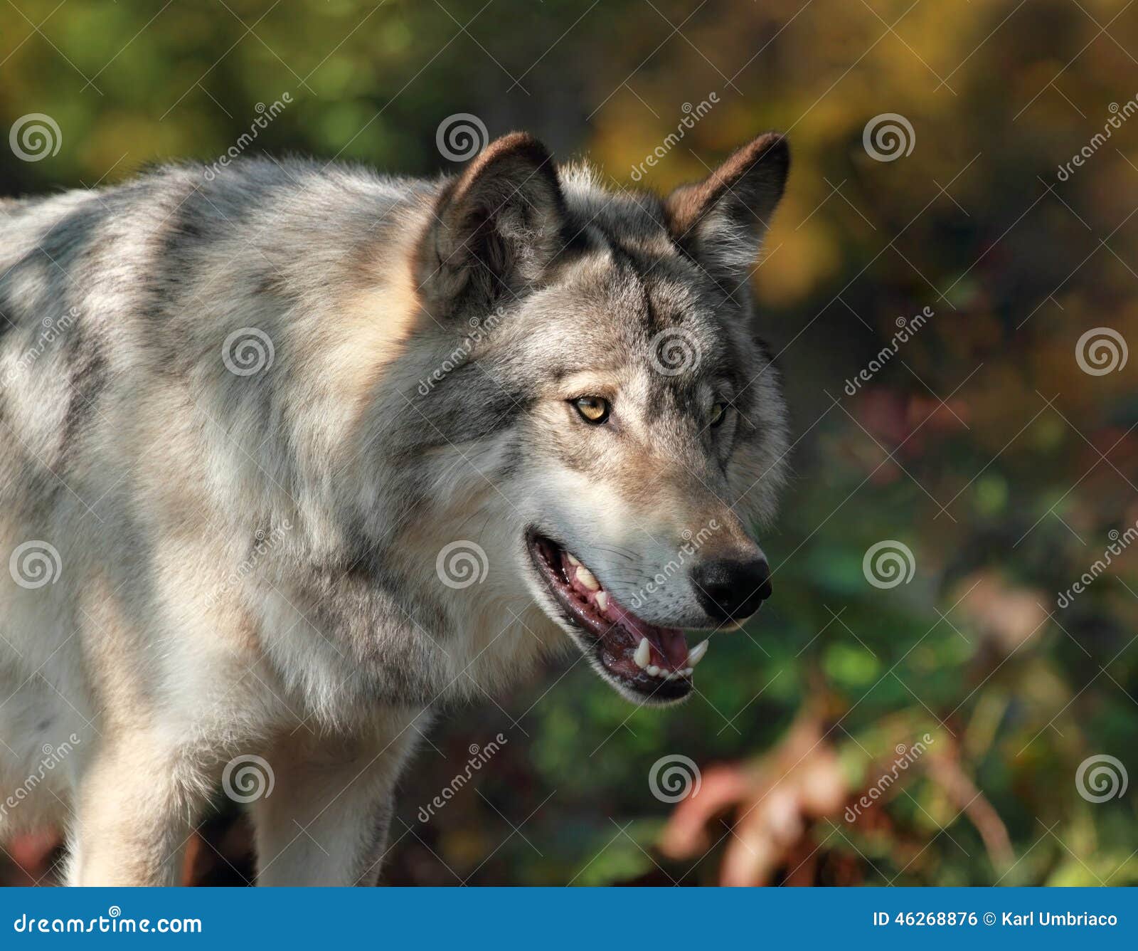 Big wolf during autumn stock photo. Image of color, forest - 46268876