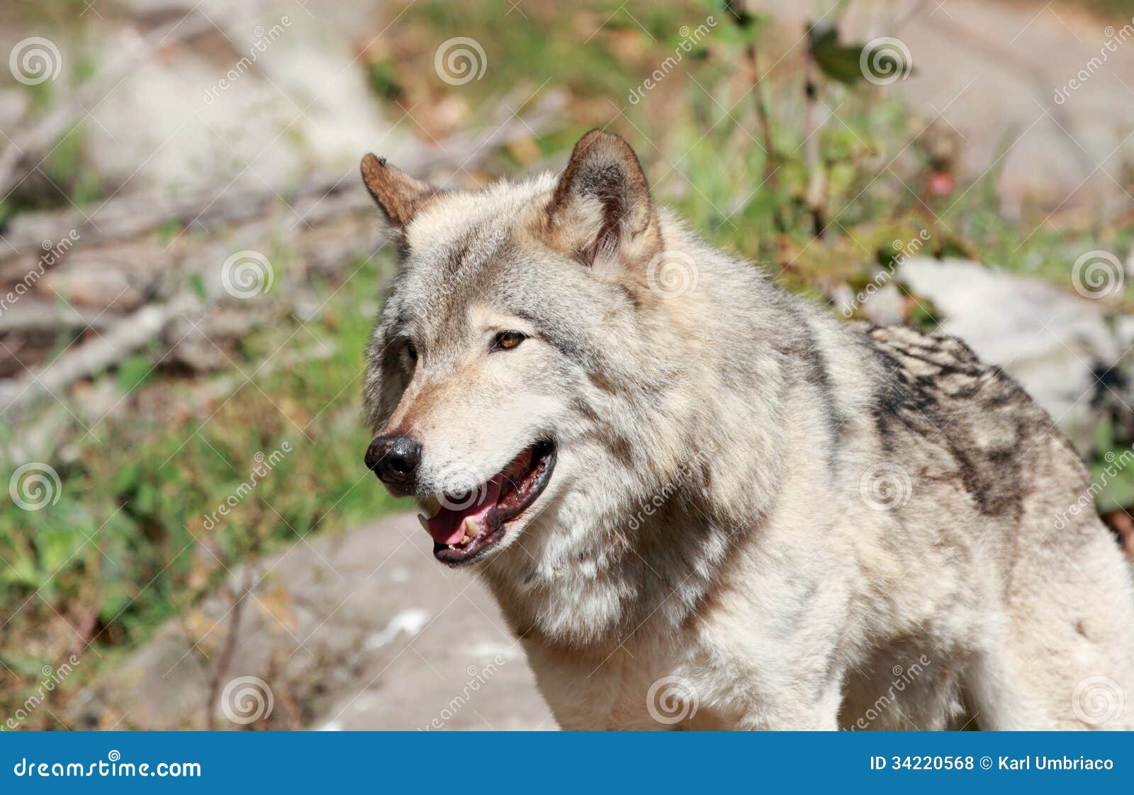 Big wolf stock photo. Image of summer, mammal, power - 34220568
