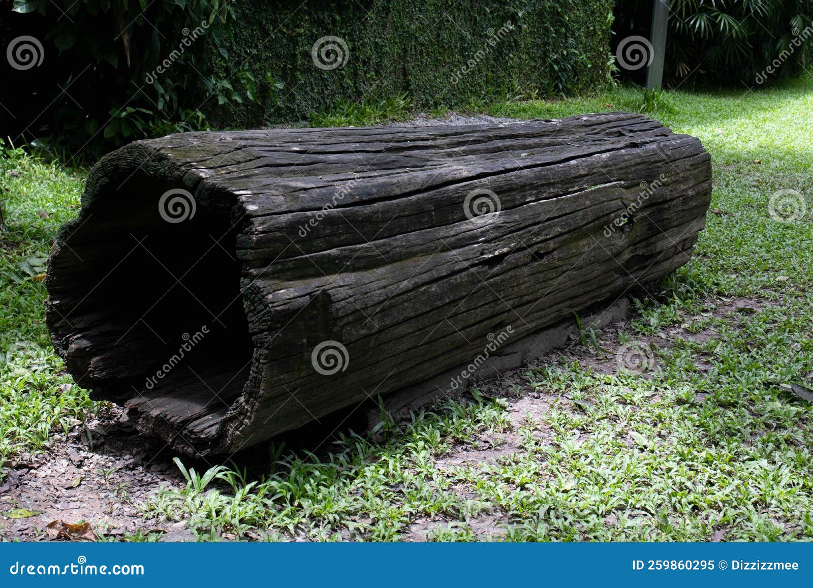 Close Up Wood Log on the Green Yard Stock Image - Image of bark, people ...