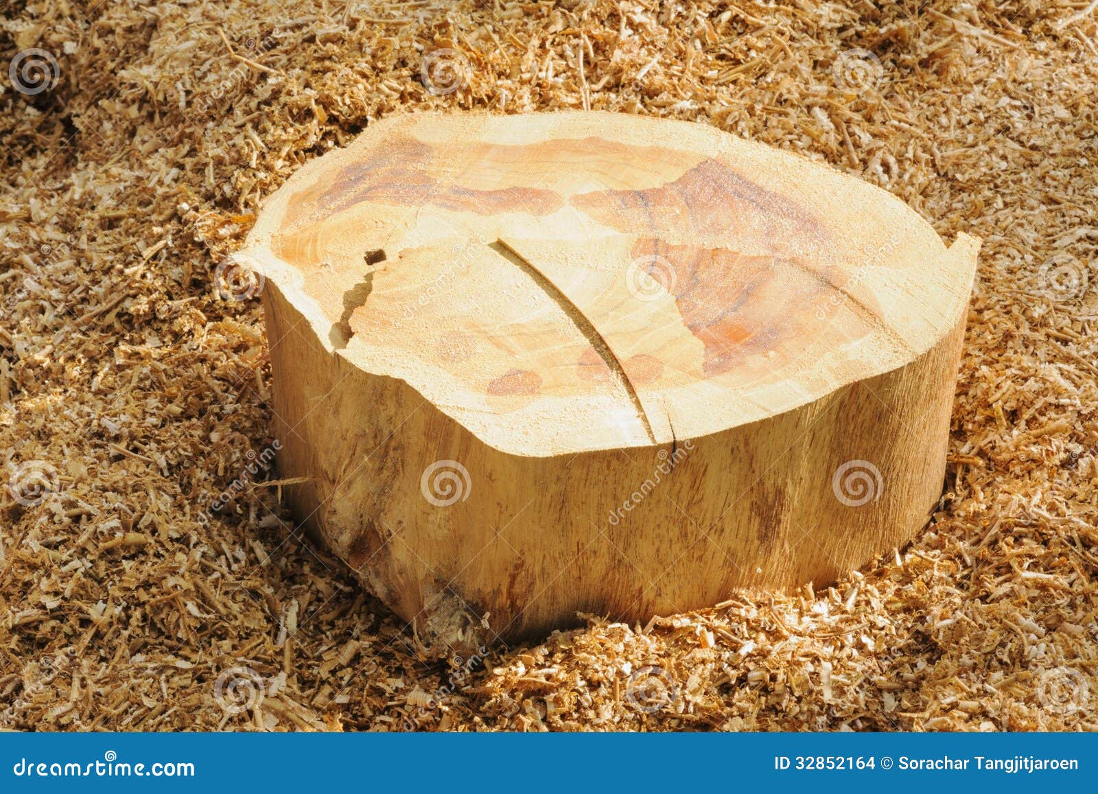 Big wooden stump. stock photo. Image of nature, pine - 32852164