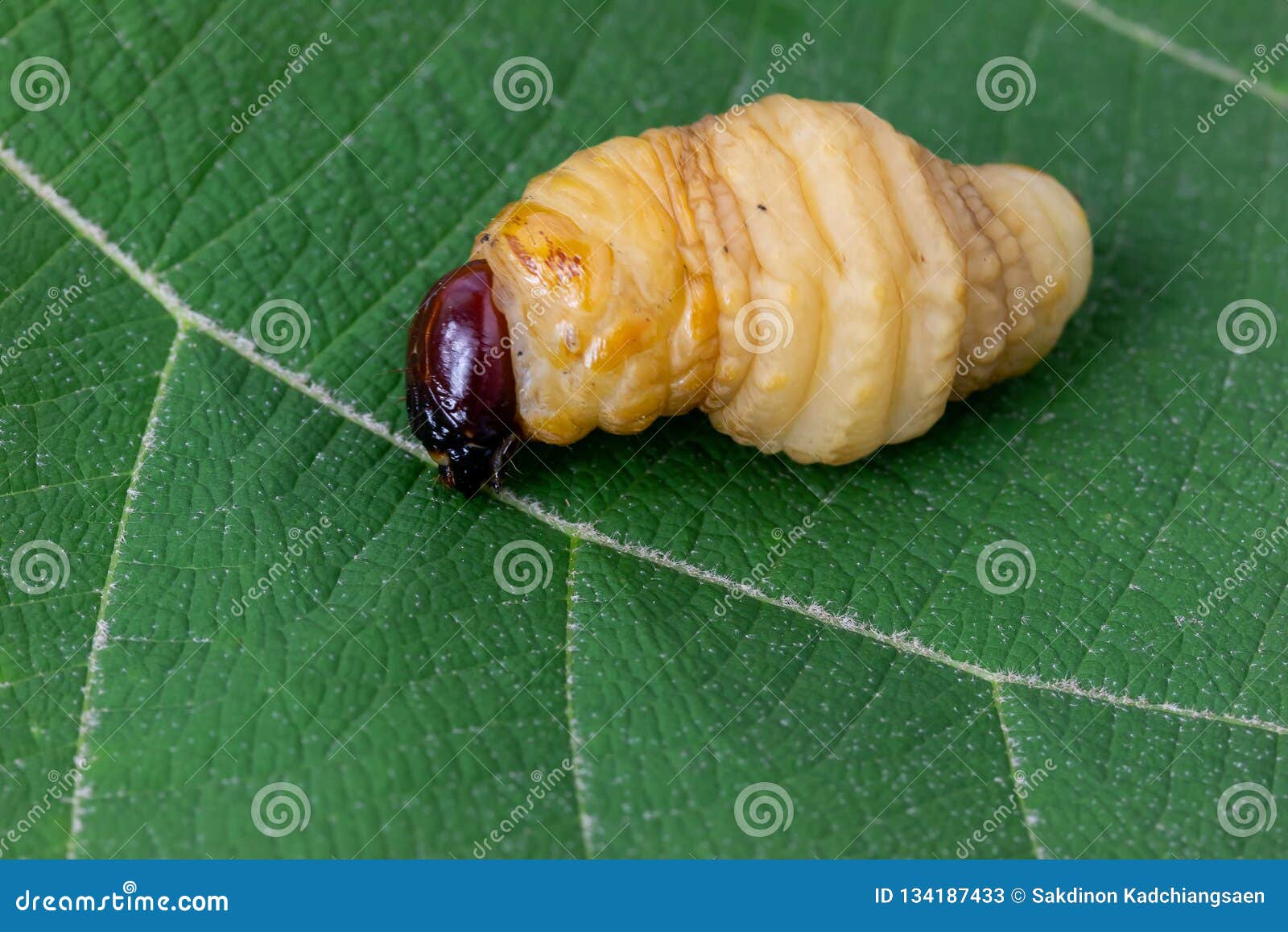 Big Worm of the Dynastinae stock image. Image of dear - 134187433