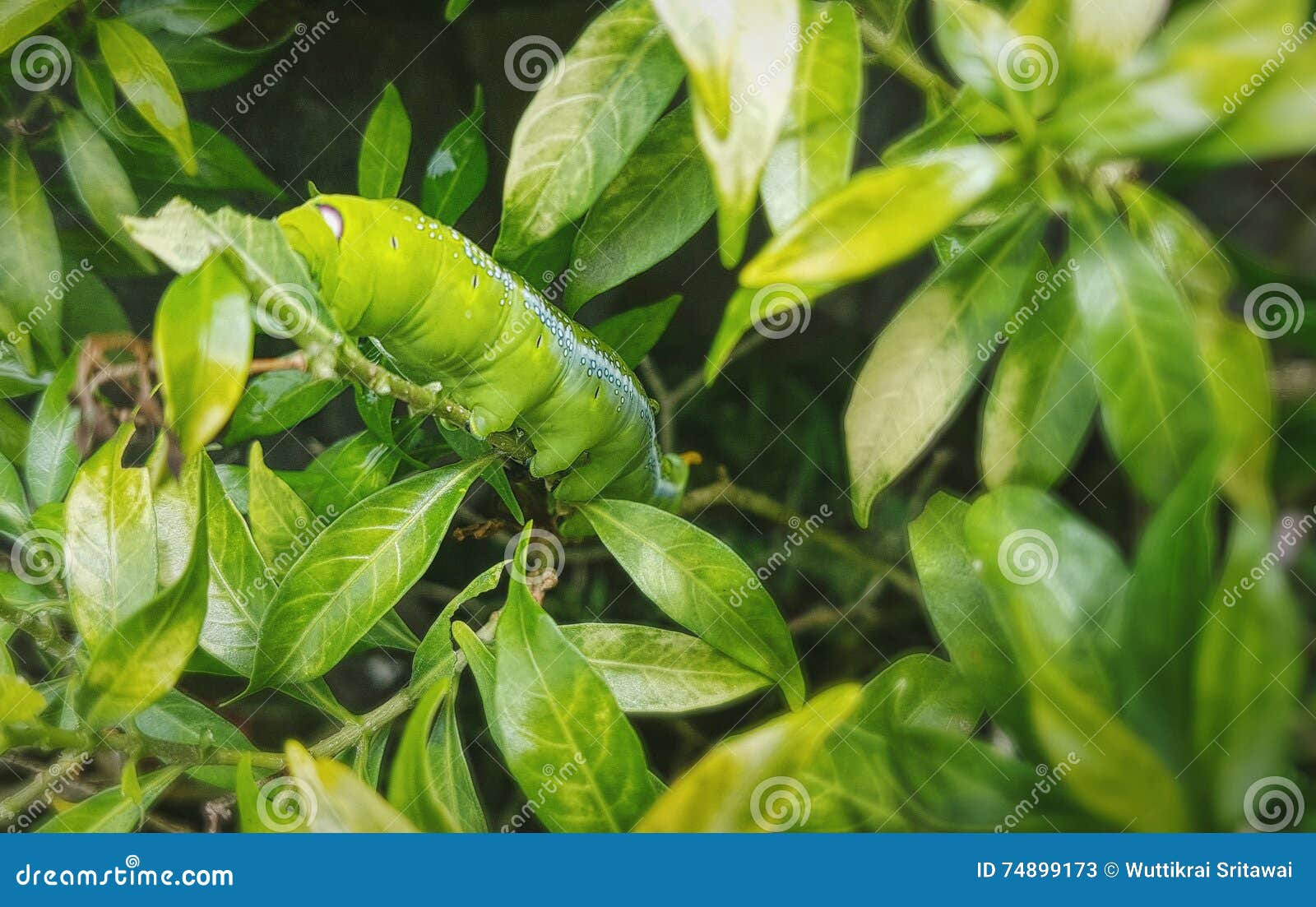 Big Worm green eating tree stock image. Image of tree - 74899173
