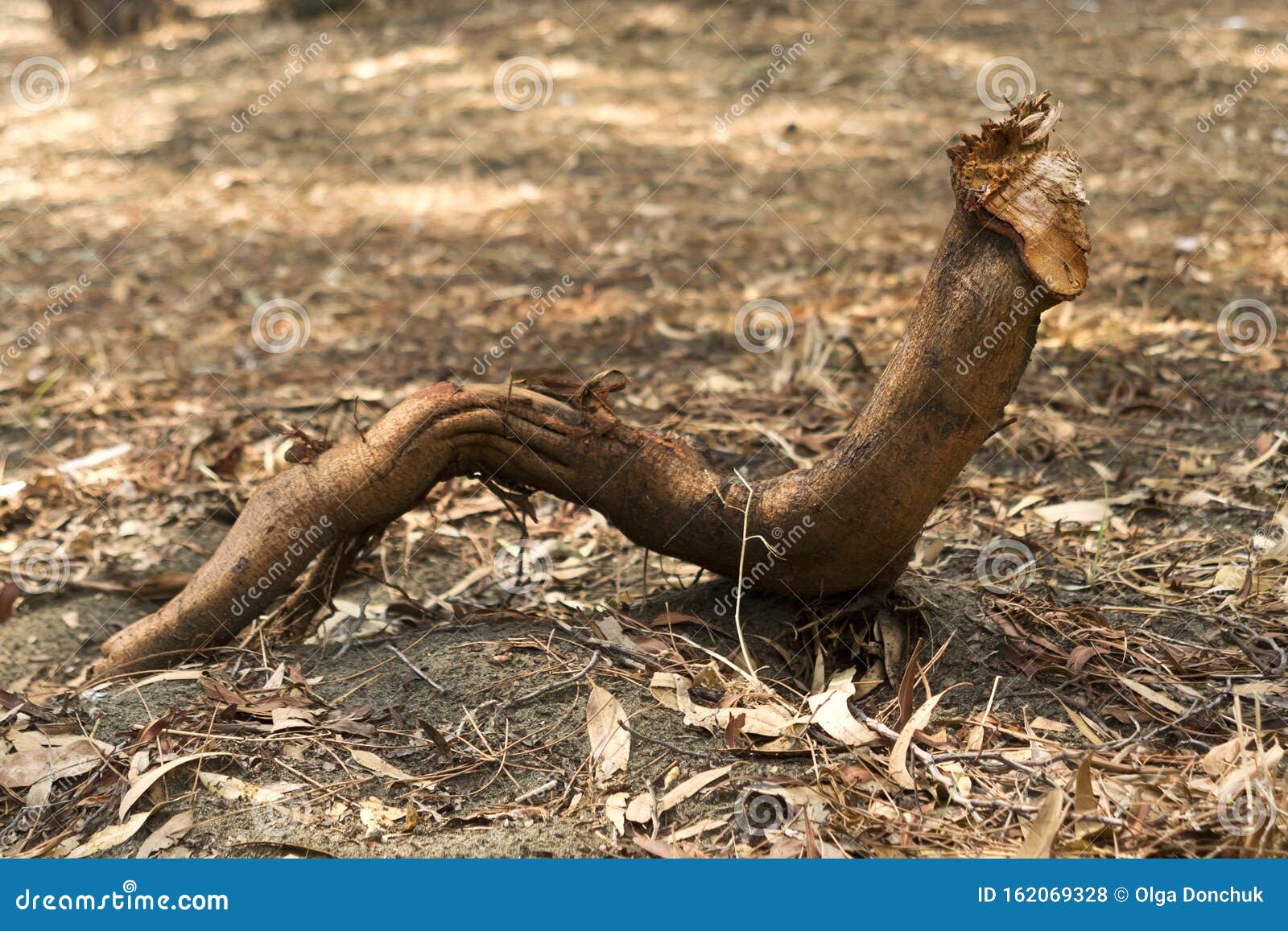 Big Worm-like Tree Root in Forest Stock Photo - Image of imagination ...
