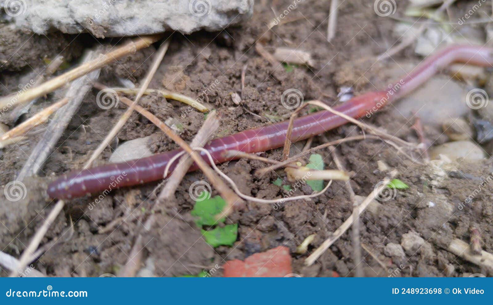 Big Worm Macro stock footage. Video of garden, organic - 248923698