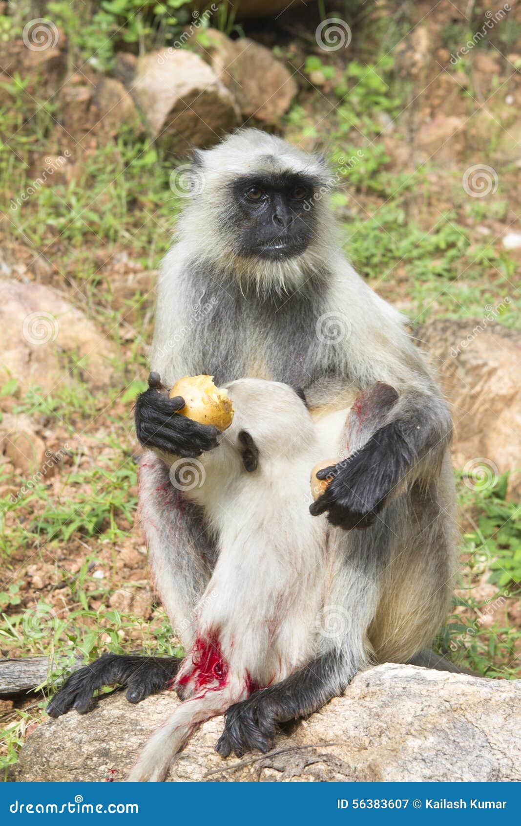 Big wound on the tail stock image. Image of injury, cute - 56383607