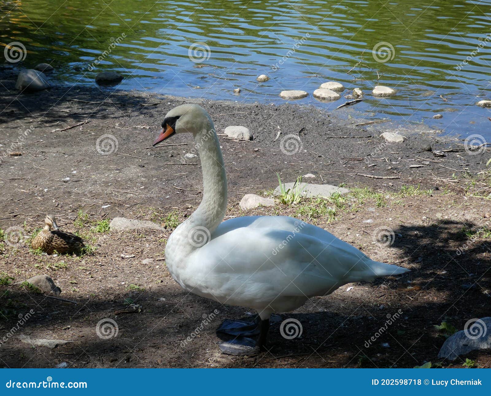 Big Swan stock photo. Image of animal, swan, water, beach - 202598718