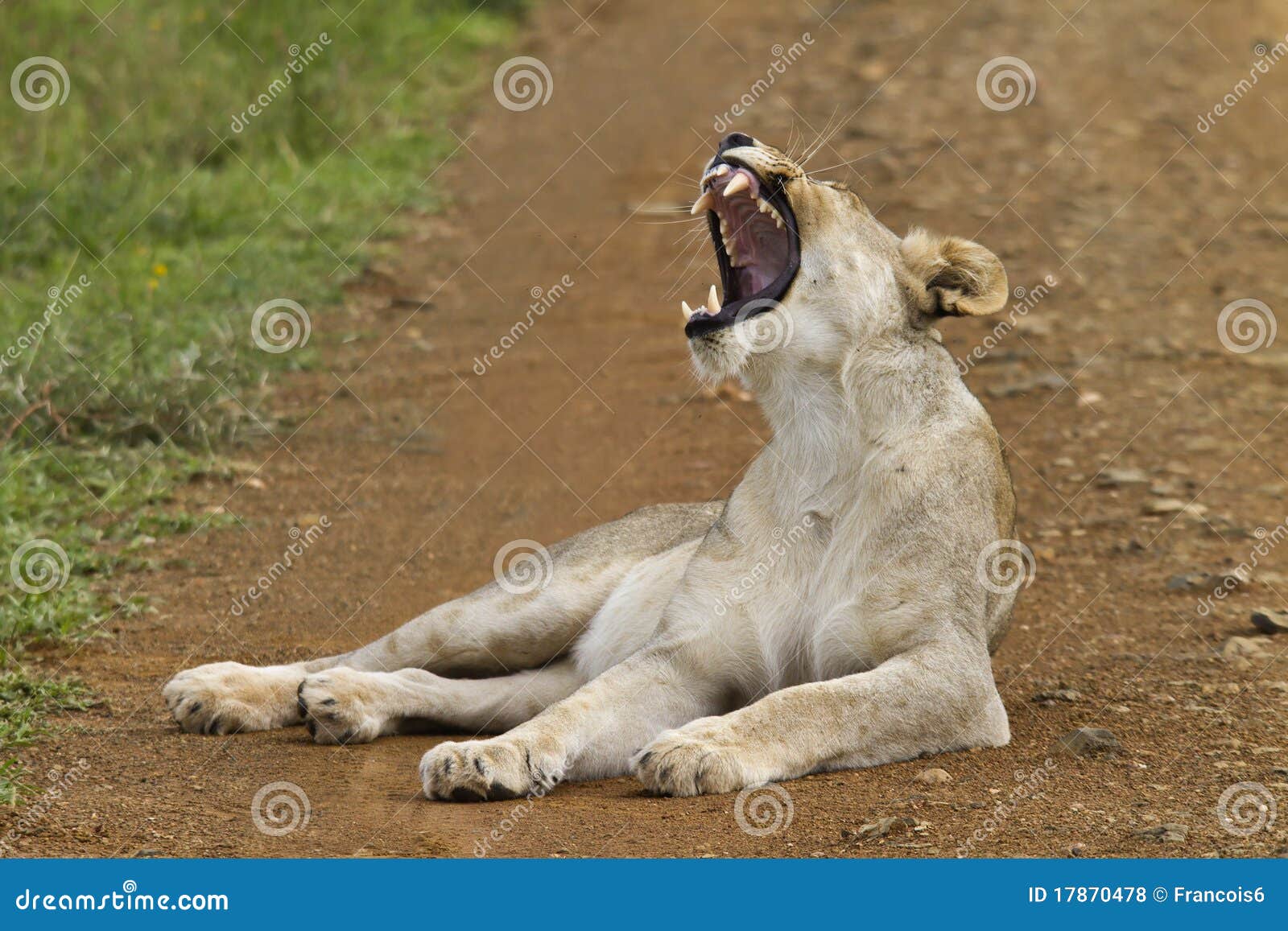 Big Yawn stock photo. Image of majestic, grassland, nature - 17870478