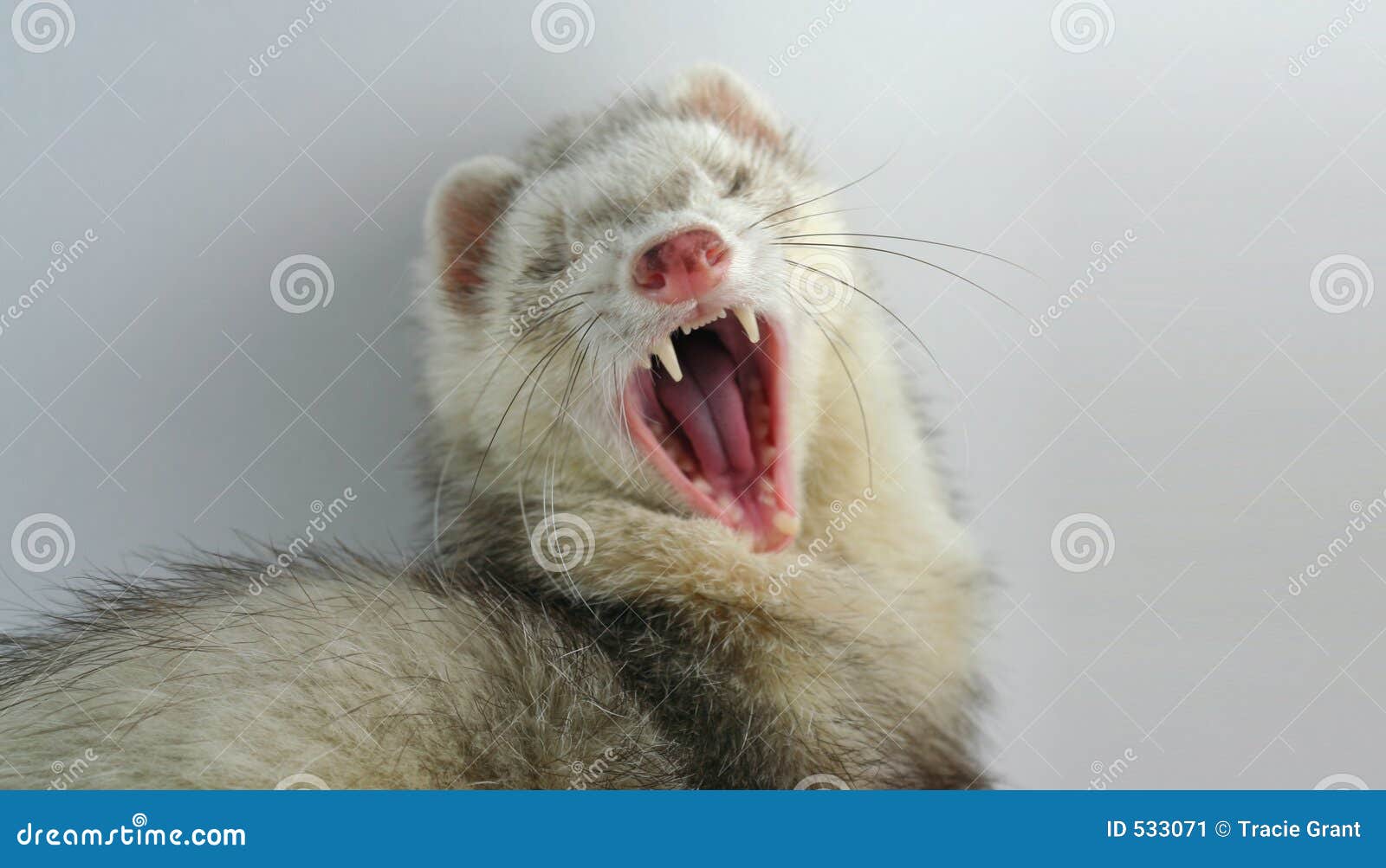 Big Yawn stock image. Image of nose, cute, critter, wore - 533071
