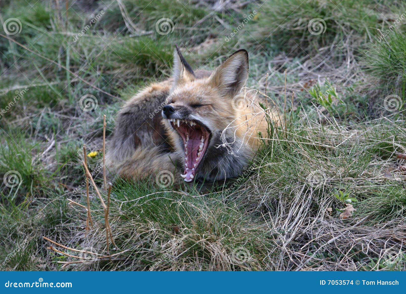 The big yawn stock photo. Image of tooth, humorous, yell - 7053574