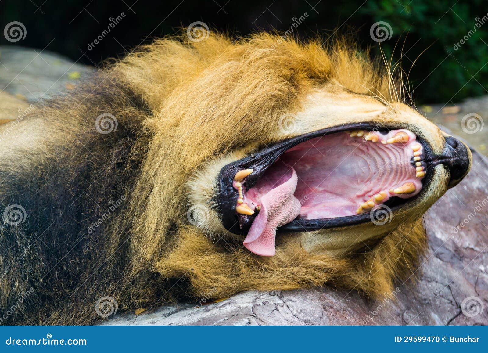 Big Yawn of Lion stock photo. Image of tusks, gape, yawn - 29599470