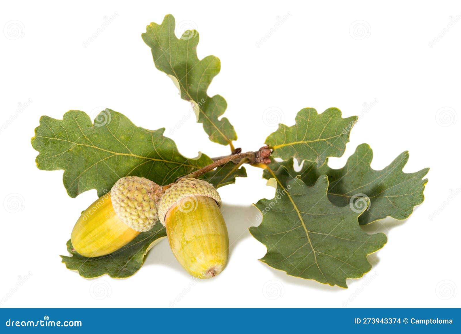 Big Yellow Acorns on Leaves in Autumn White Background Stock Photo ...