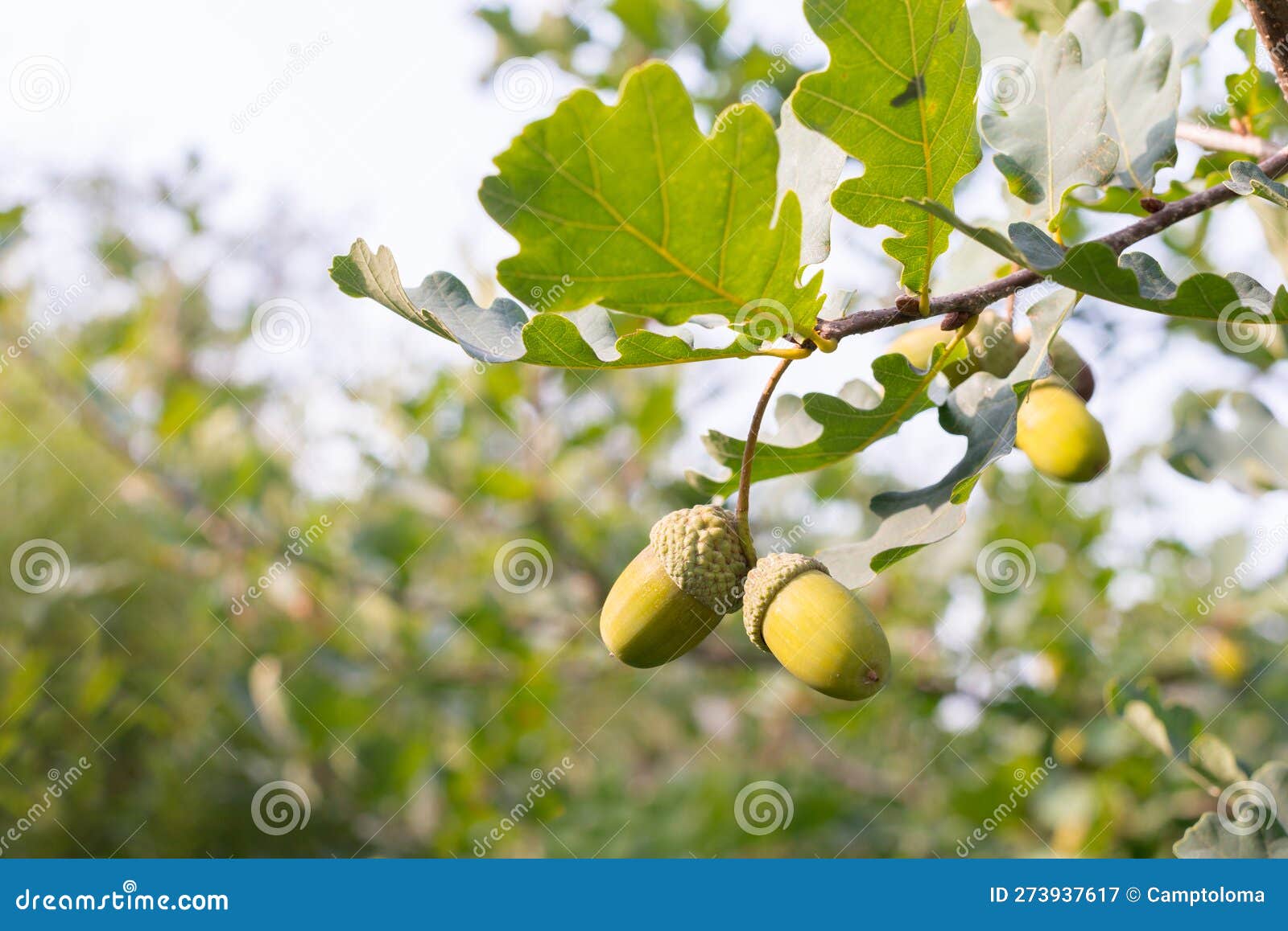 Big Yellow Acorns on Oak Tree Green Leaves Stock Image - Image of nuts ...