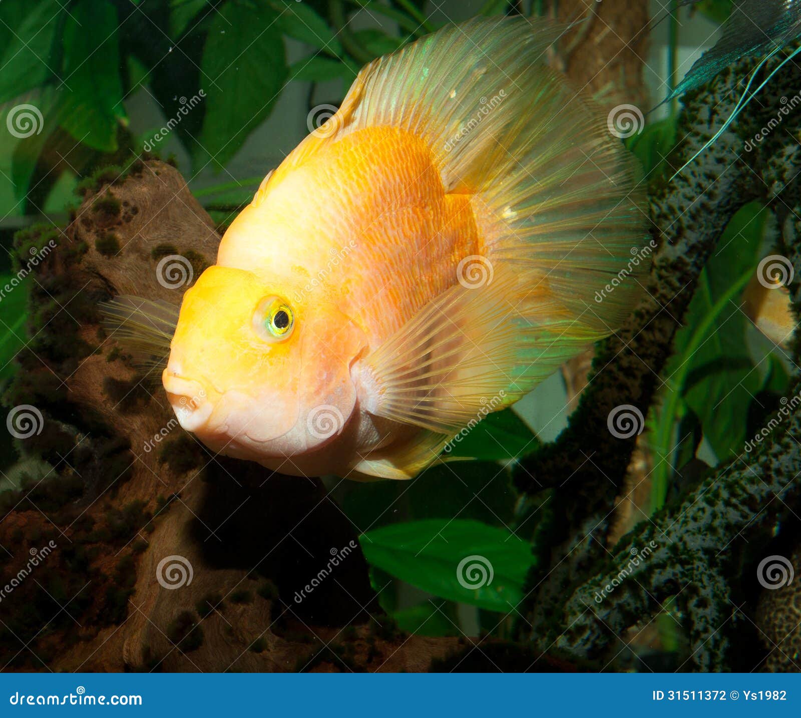 Big Yellow Aquarium Fish Portrait Stock Photo - Image of gold ...