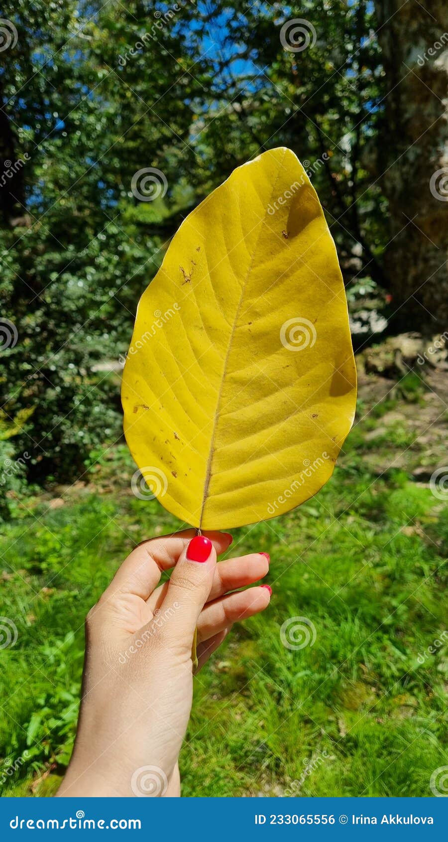 Big Yellow Autumn Leaf in One Hand Stock Photo - Image of leaf, hand ...