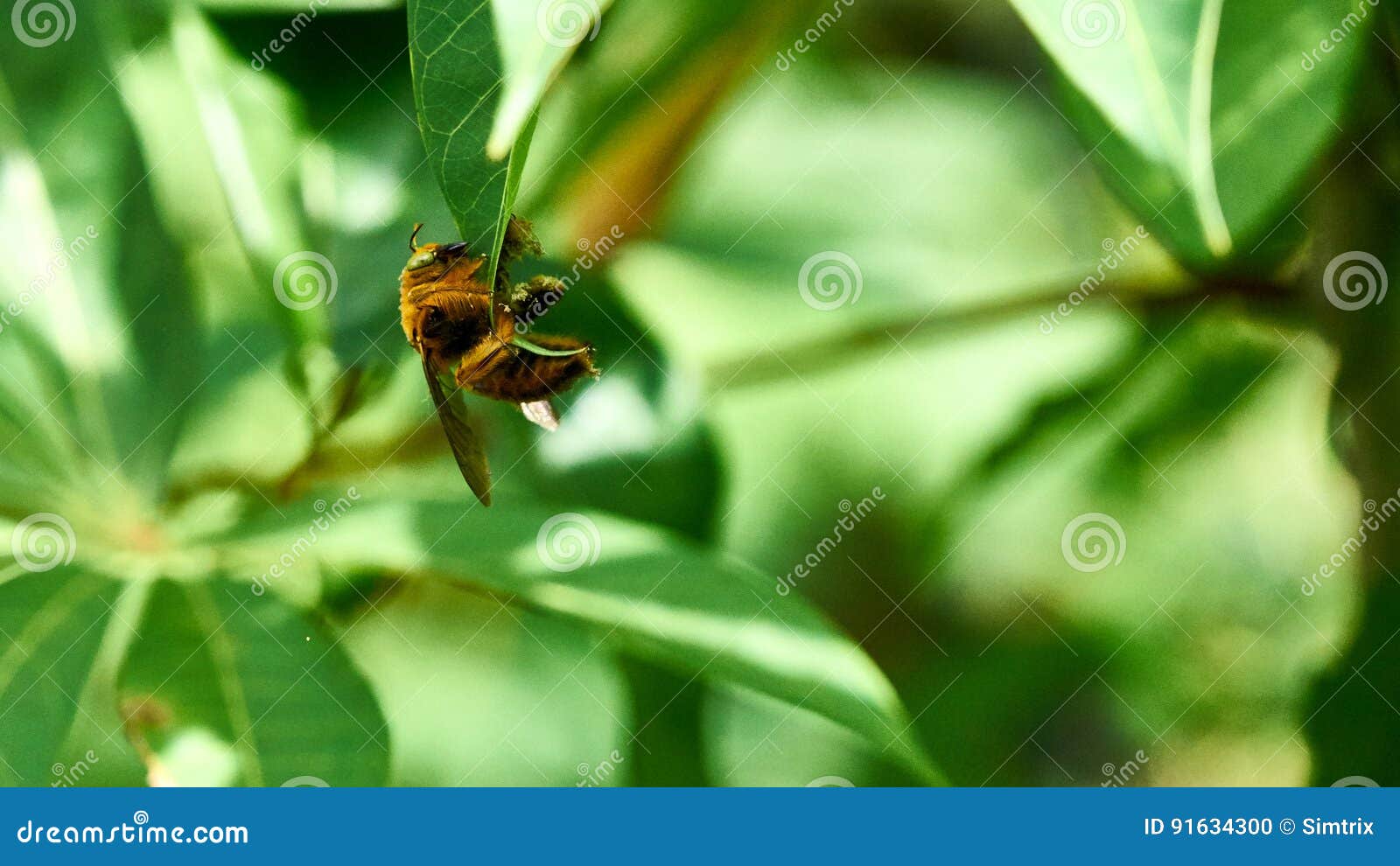 Big yellow bee on a leaf stock photo. Image of yellow - 91634300