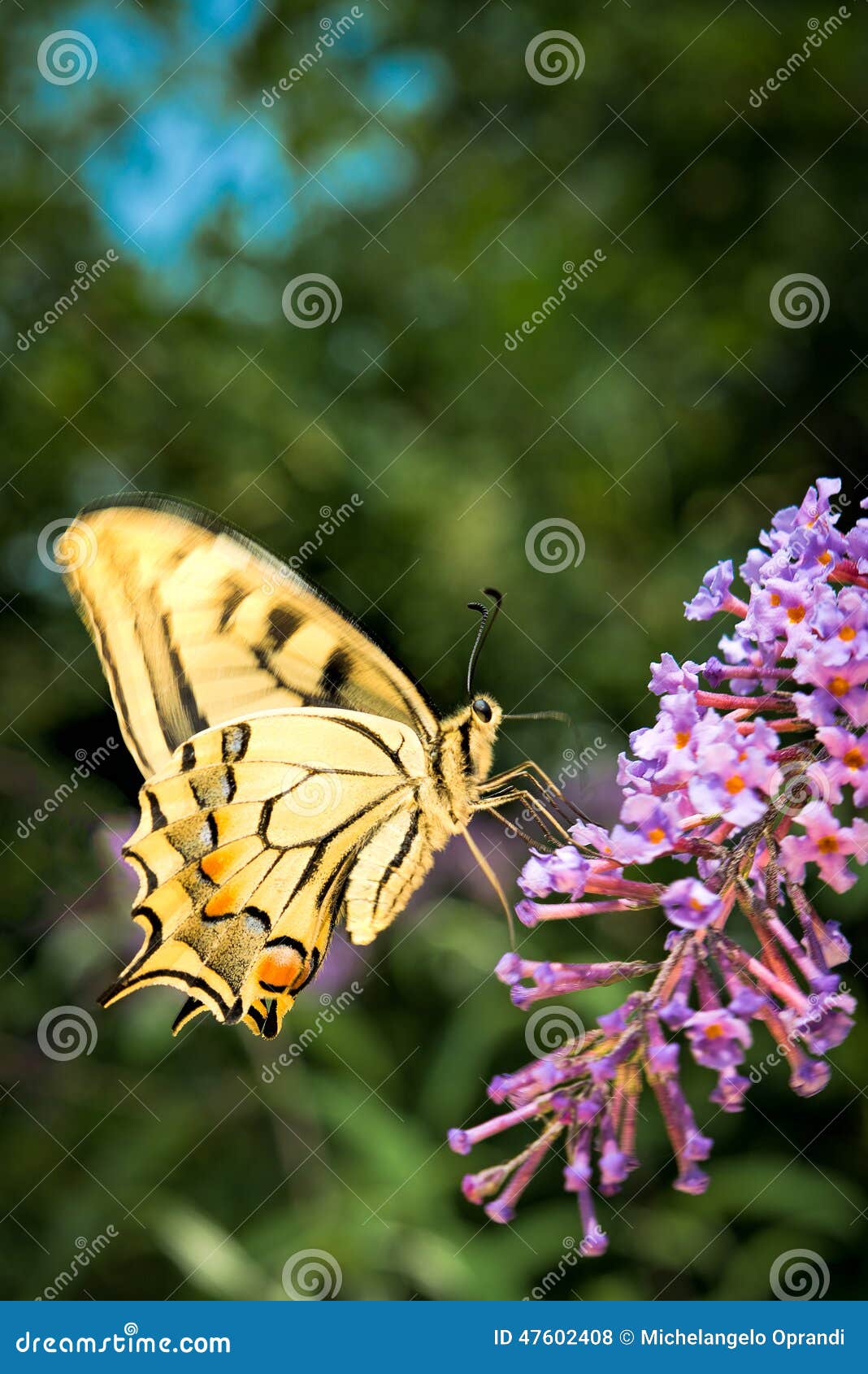 Big yellow butterfly stock photo. Image of animal, flower - 47602408