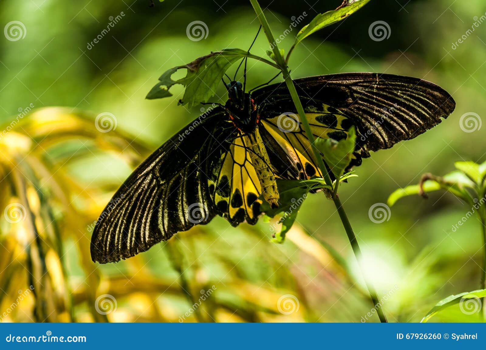 Big yellow butterfly stock photo. Image of nature, light - 67926260