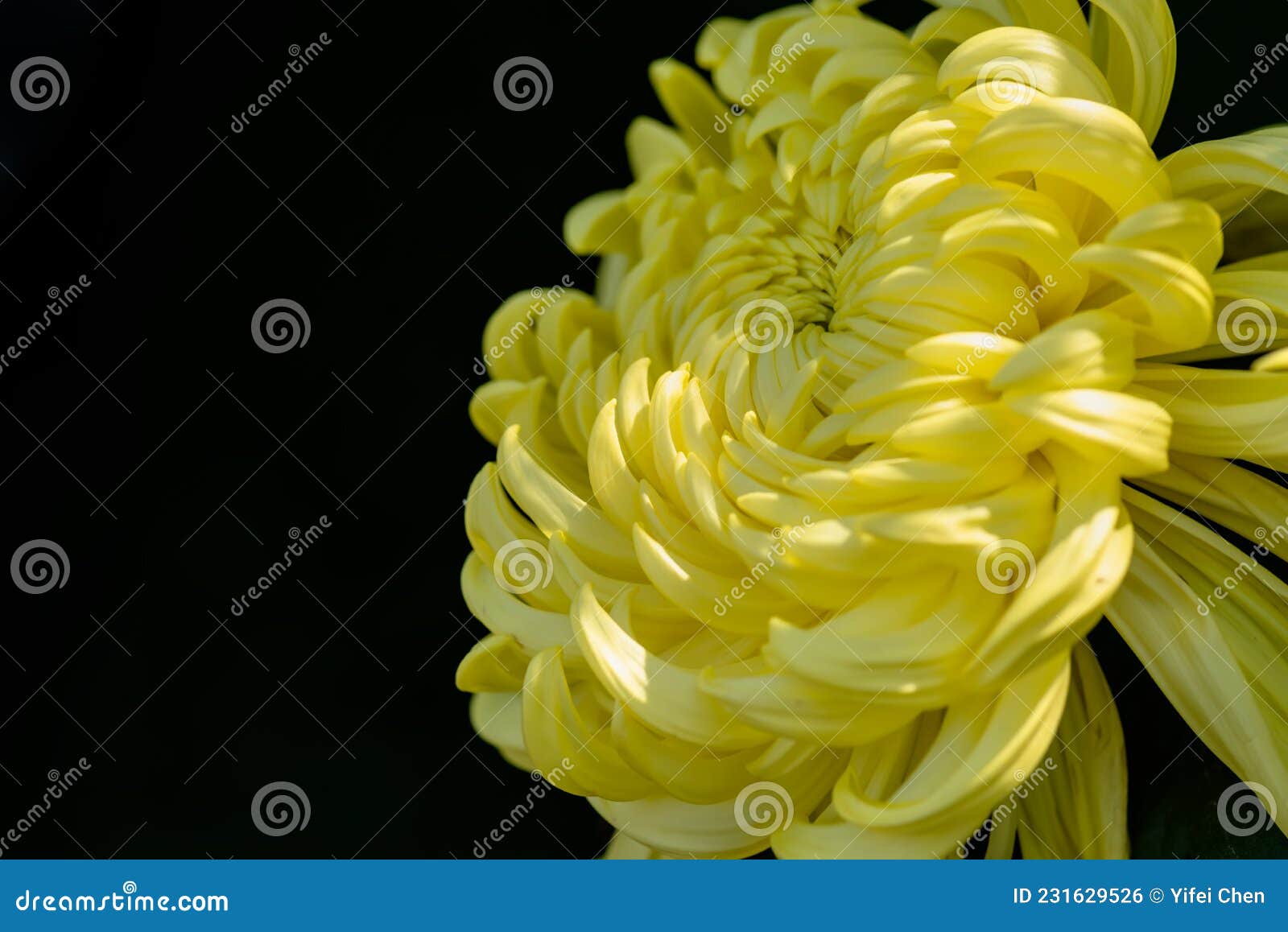 Big Yellow Chrysanthemums in the Park Stock Photo - Image of large ...