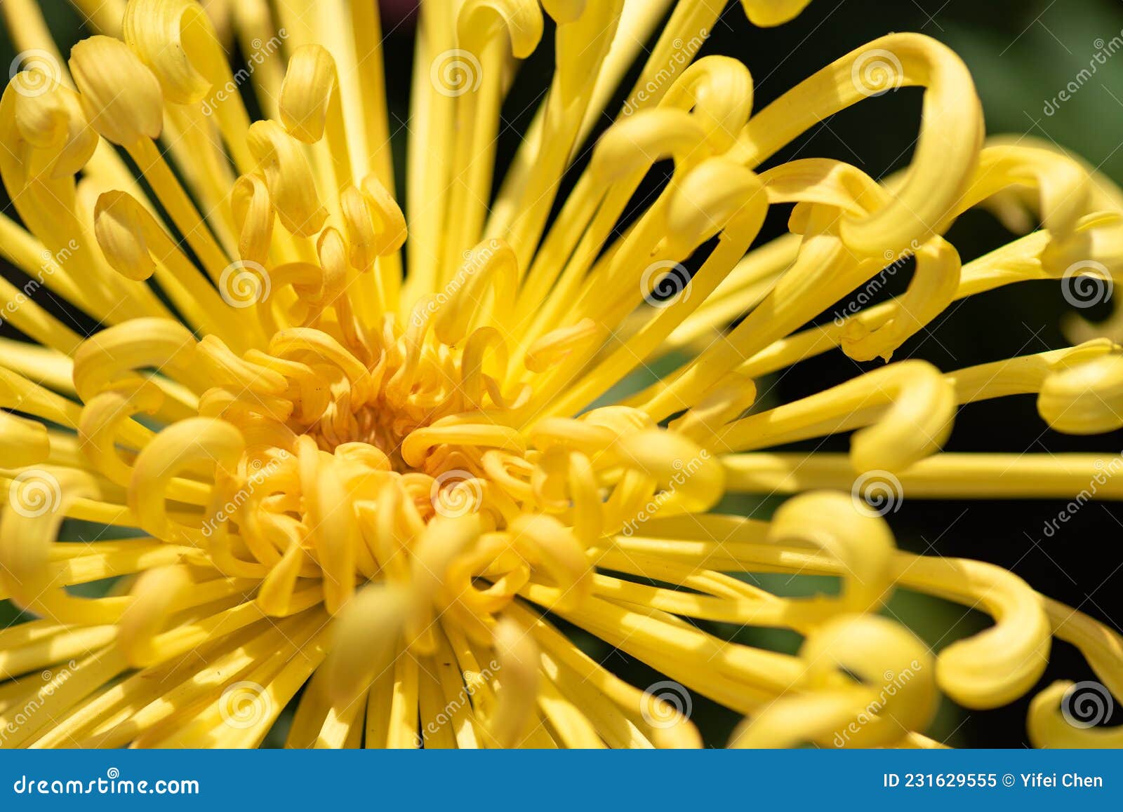 Big Yellow Chrysanthemums in the Park Stock Image - Image of garden ...