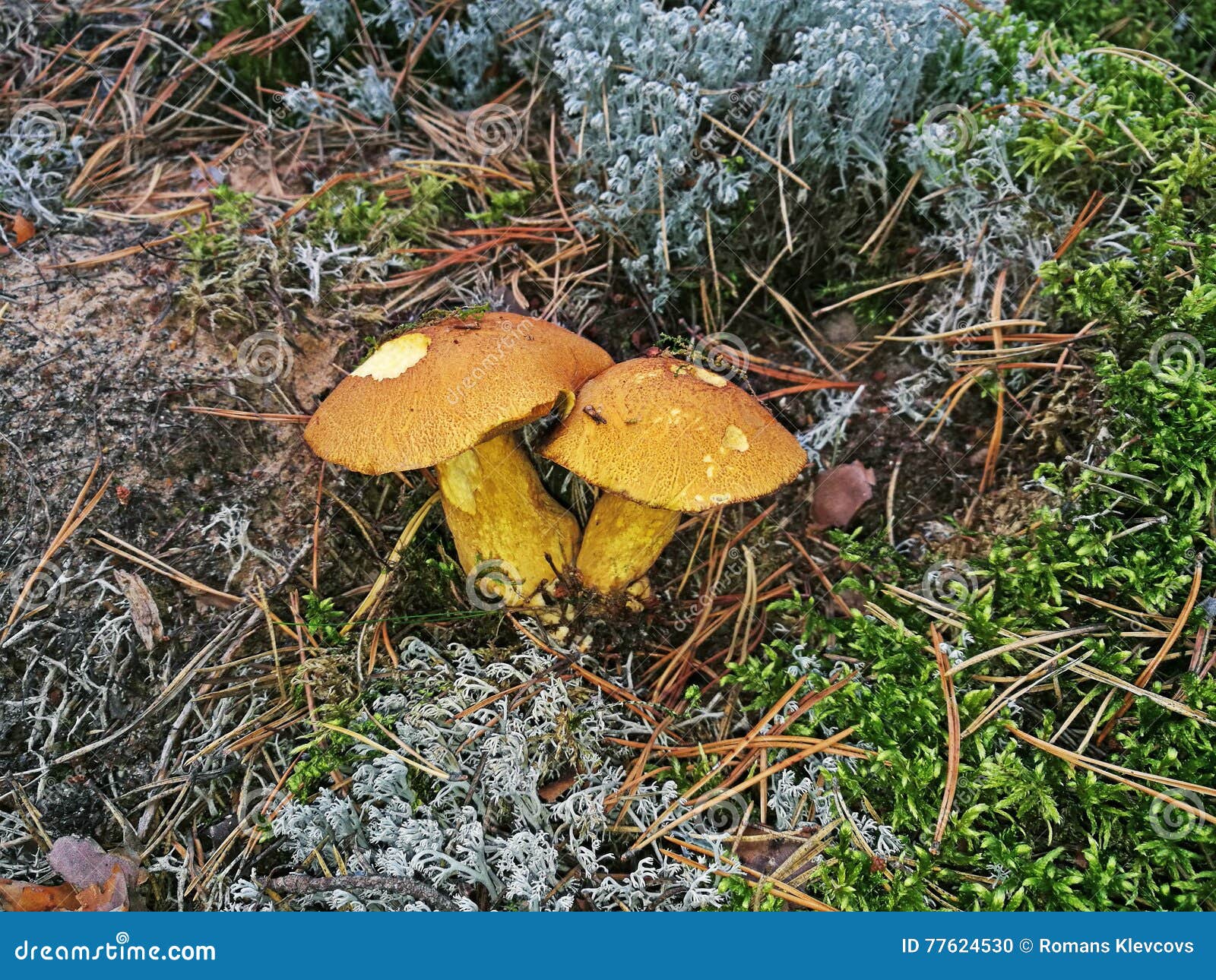 Big Yellow Couple of Flywheels Stock Photo - Image of closeup, growing ...
