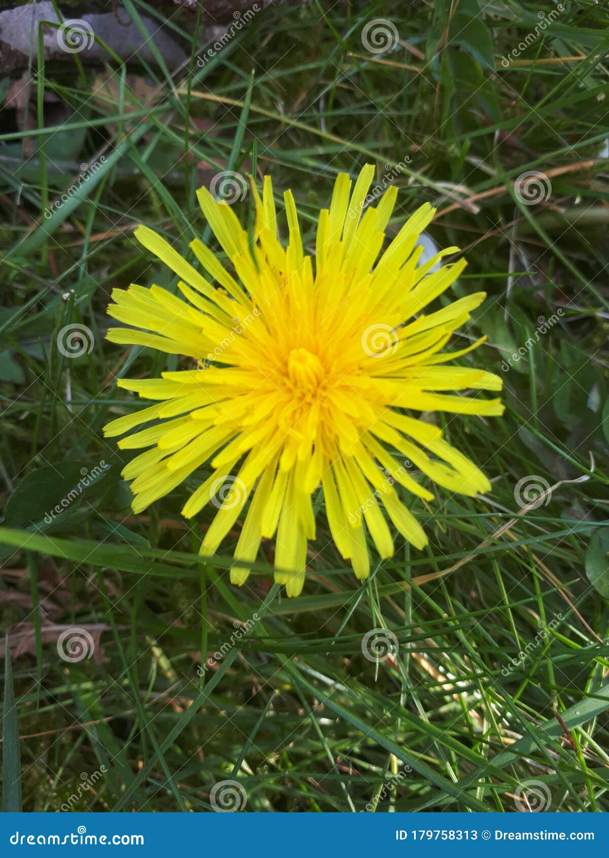 Big yellow dandelion stock image. Image of lawn, leaf - 179758313