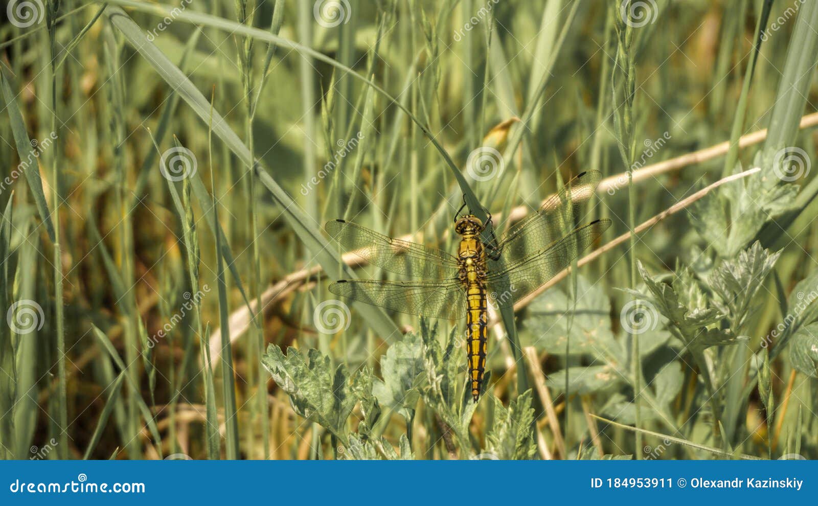 Big Yellow Dragonfly Resting on Green Grass Stock Image - Image of ...