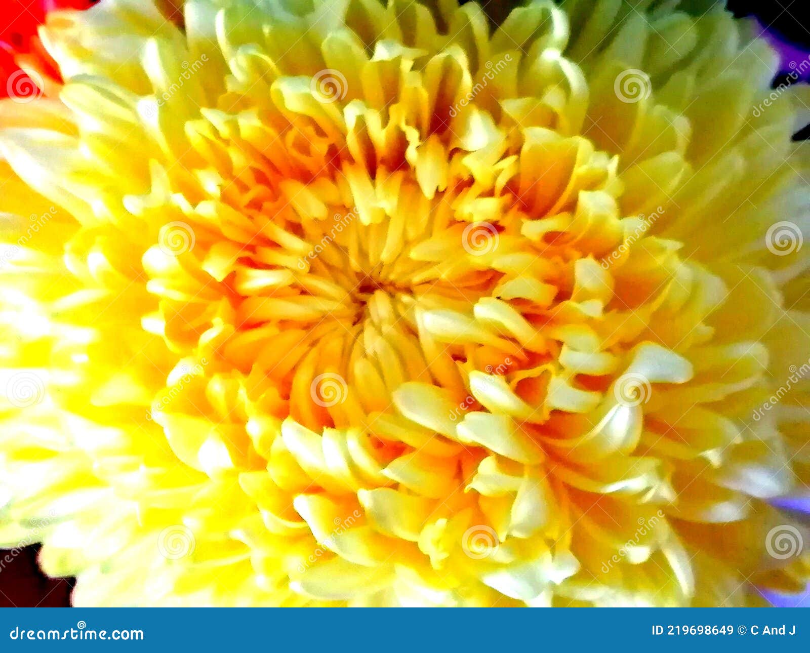 Big yellow flower stock image. Image of flower, yellow - 219698649