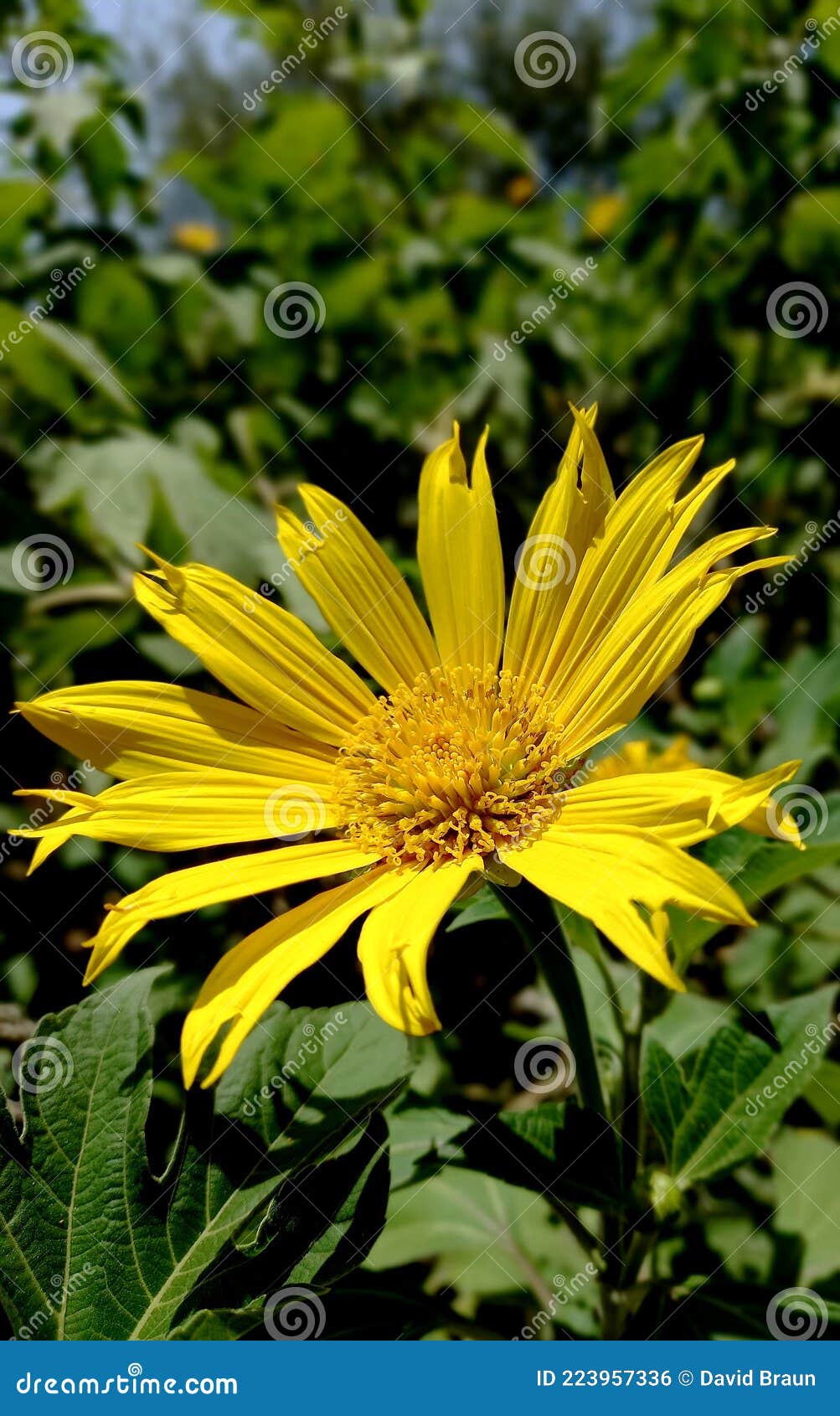 A big yellow flower stock photo. Image of small, adorable - 223957336